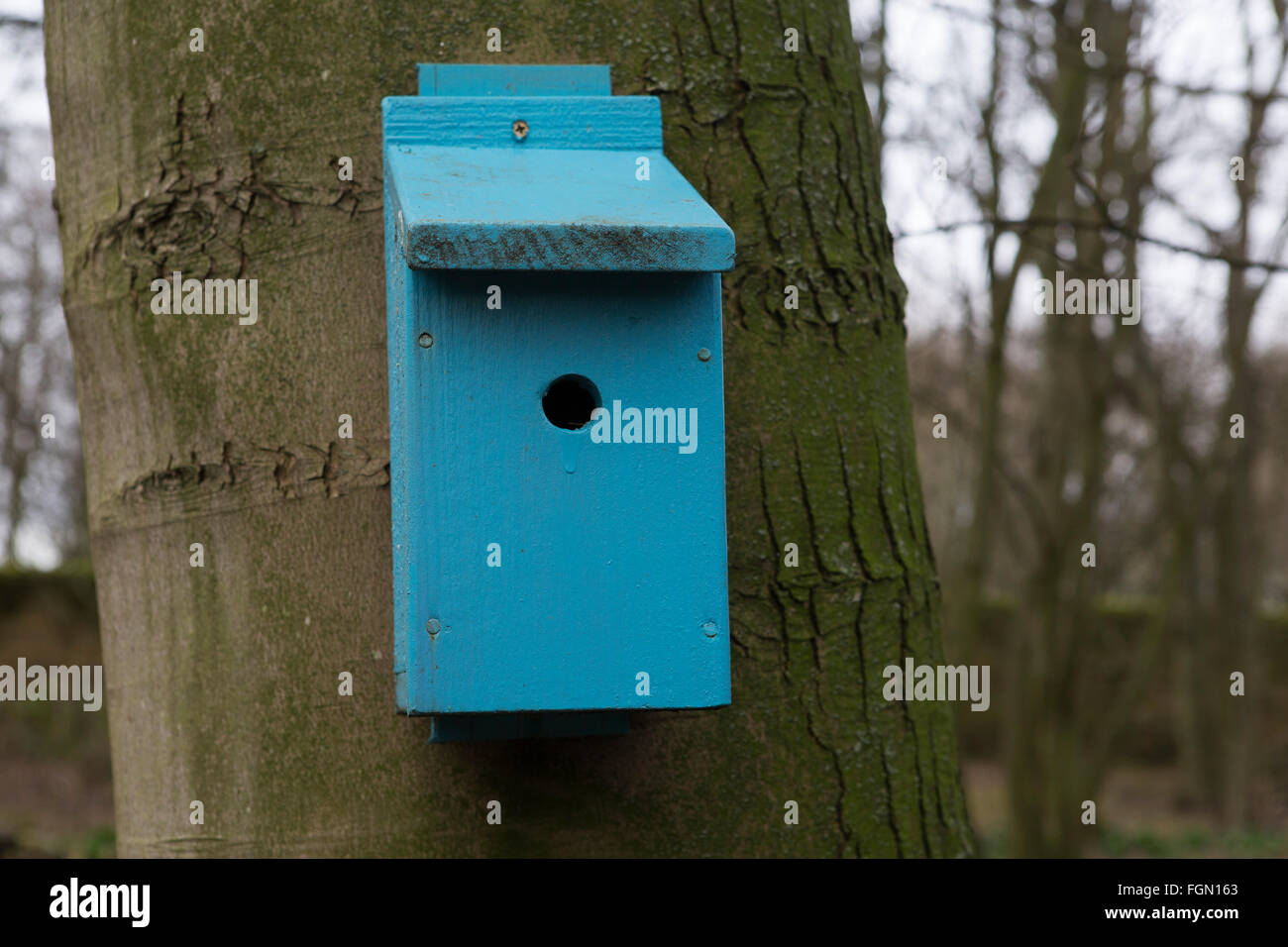 A bird box on a tree in Northumberland, England. Birds nest within the ...