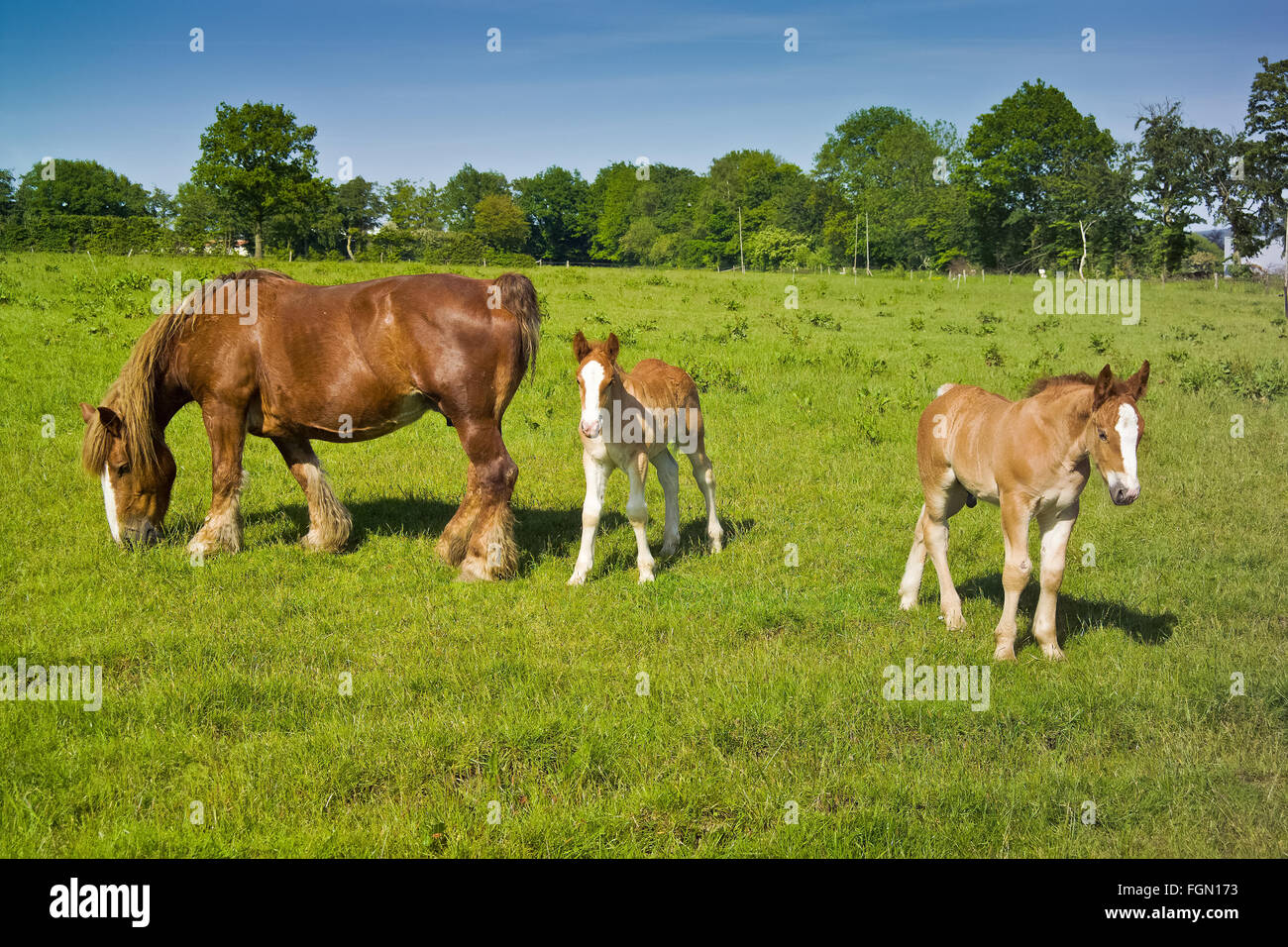 Mare with foals hi-res stock photography and images - Alamy