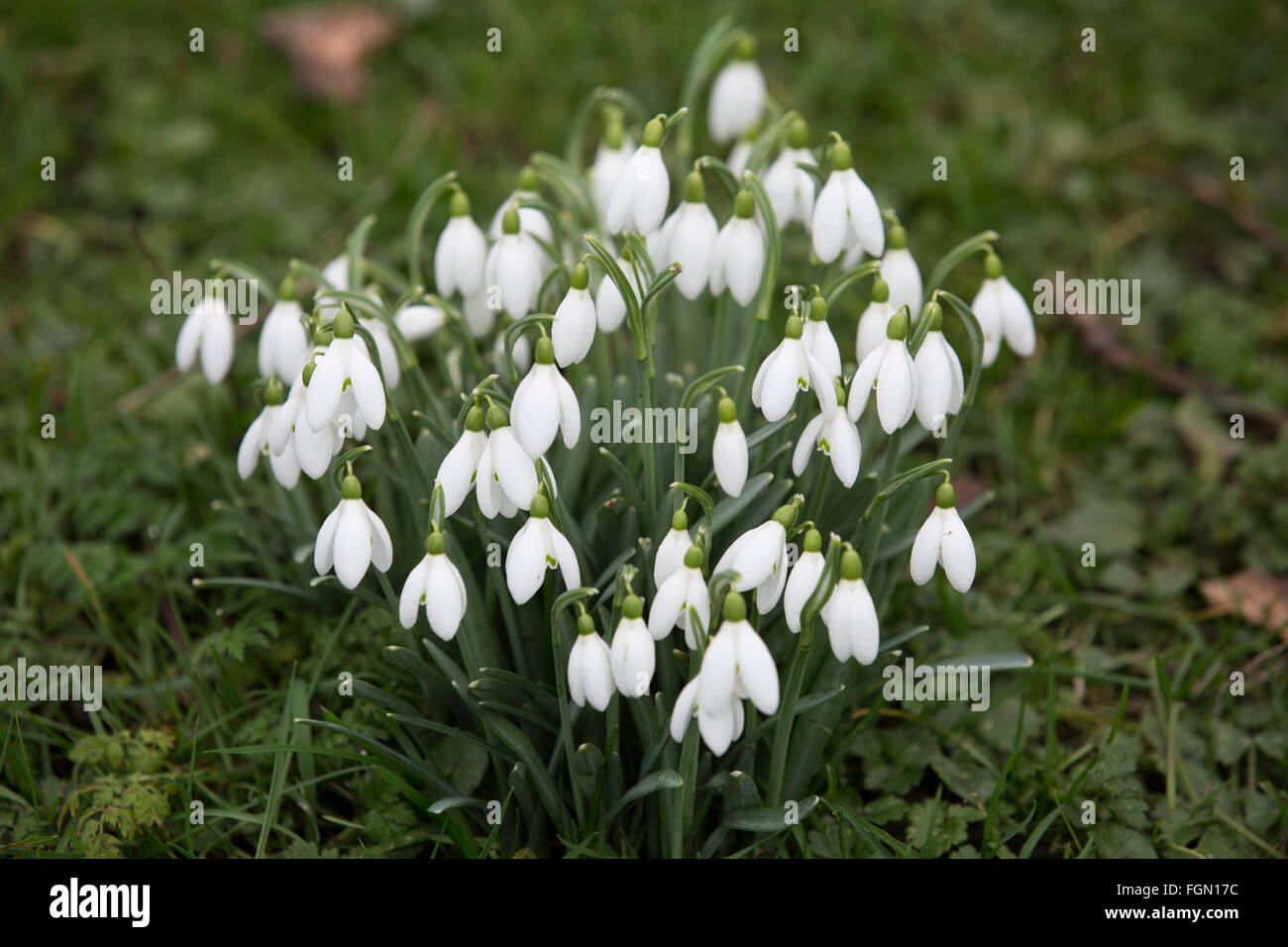 Snowdrops blossoming in Northumberland, England. The flowers (Galanthus ...
