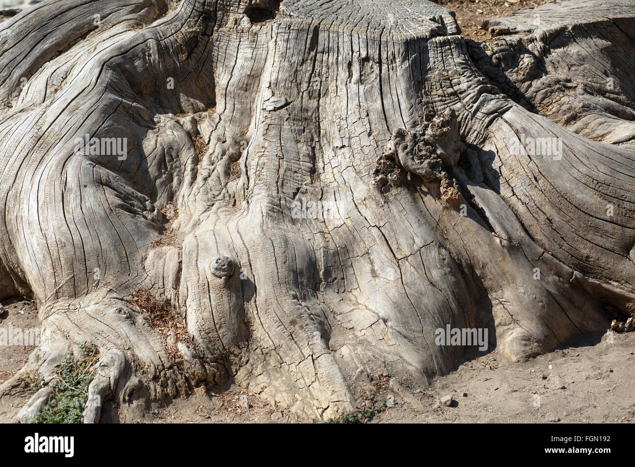 Close-up of a big old dry tree stump Stock Photo - Alamy