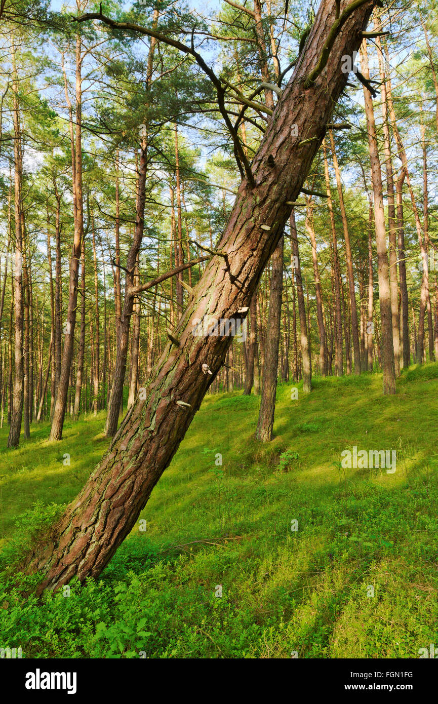 Leaning trees hi-res stock photography and images - Alamy