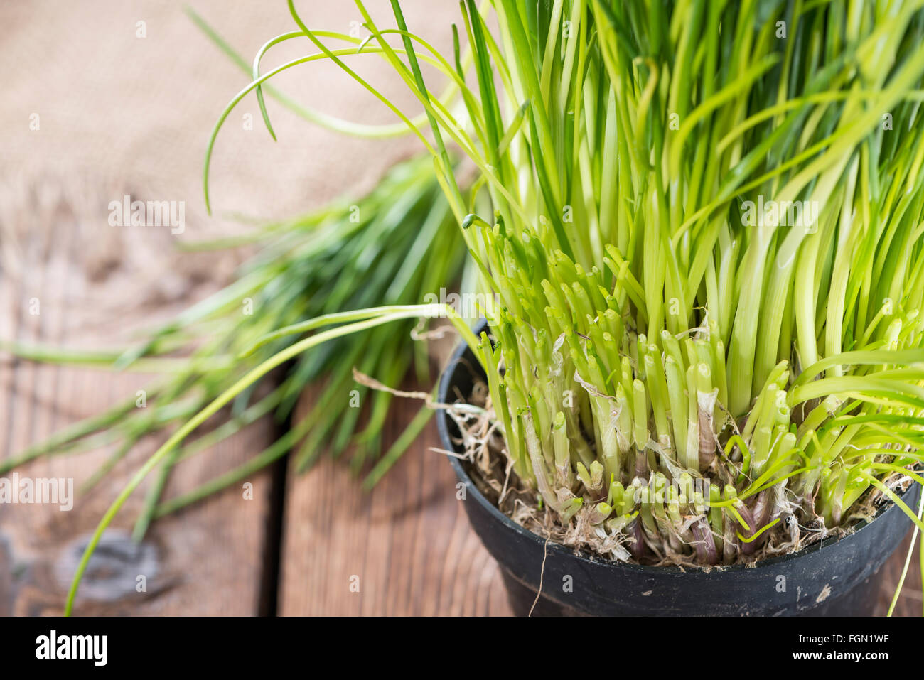 Fresh harvested Chives Plant (detailed close-up shot Stock Photo - Alamy