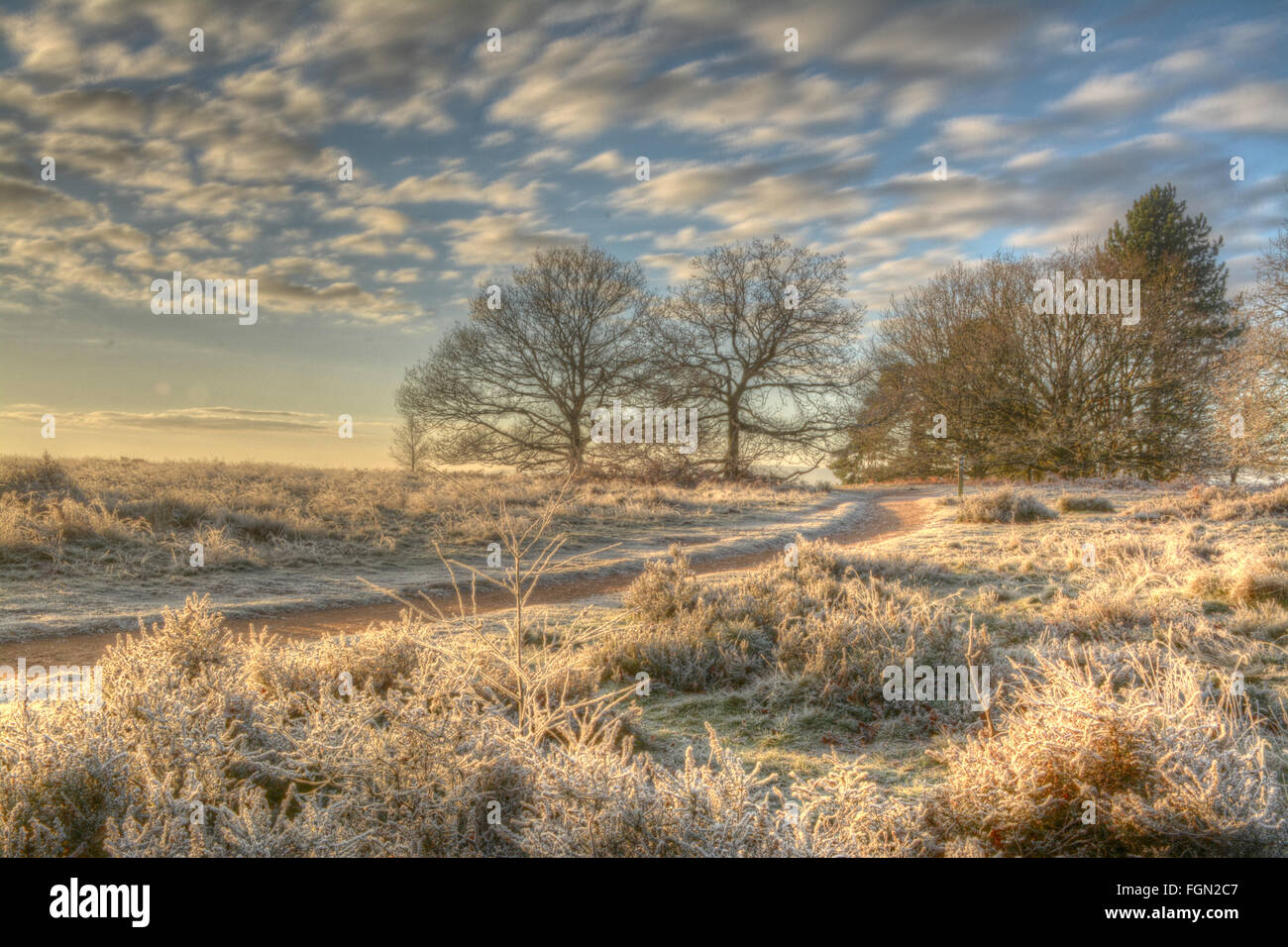 Winter landscape at Puttenham Common, Surrey, England, UK, with frost ...