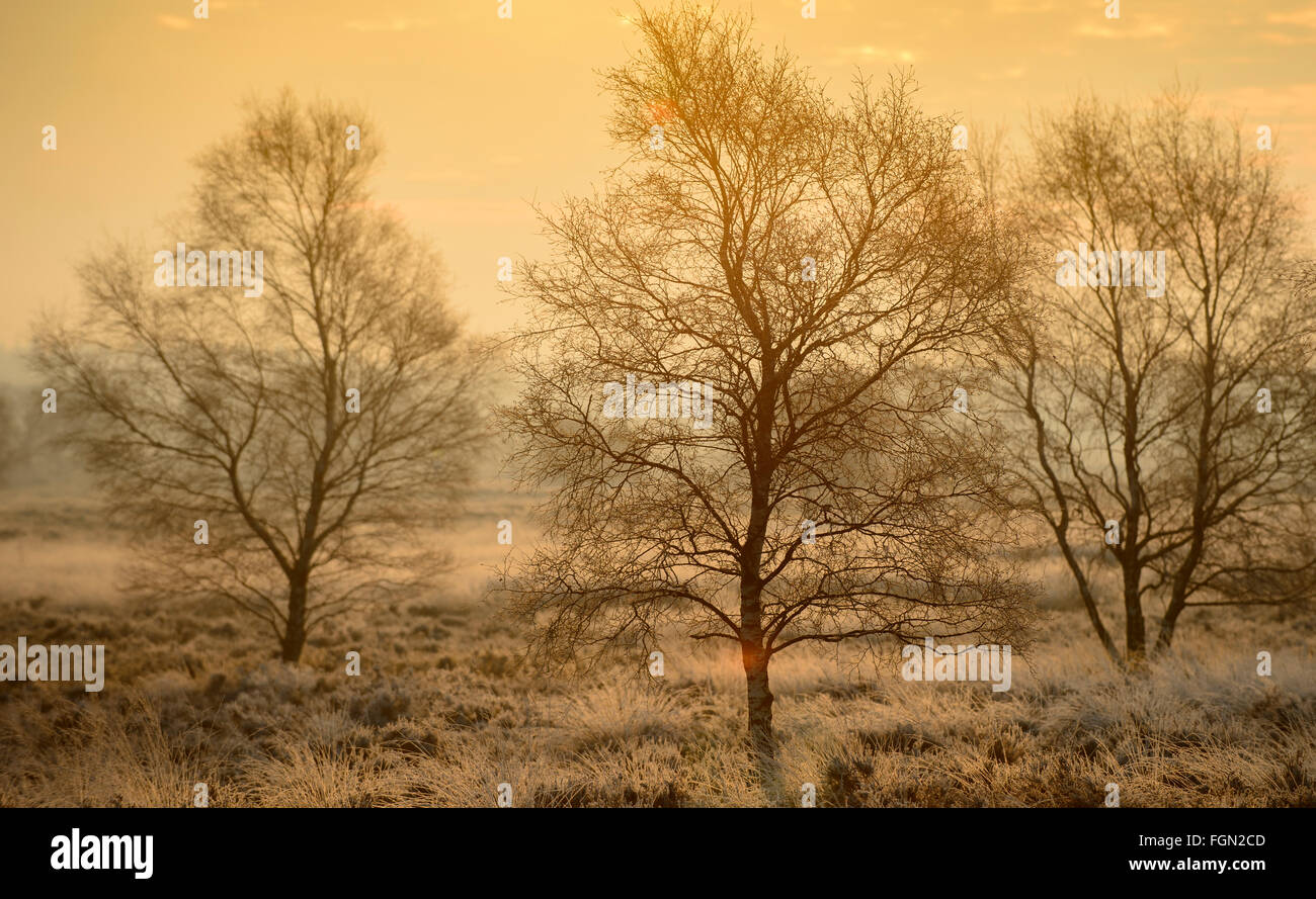 Winter landscape with birch trees on the moor with frost and sunrise ...