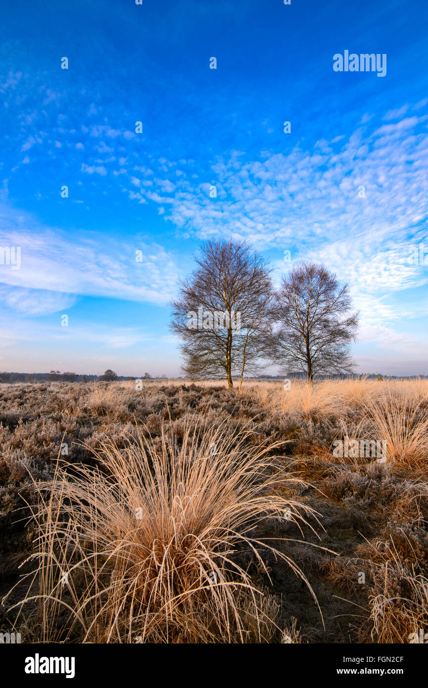 Winter landscape with birch trees on the moor with frost and sunrise ...