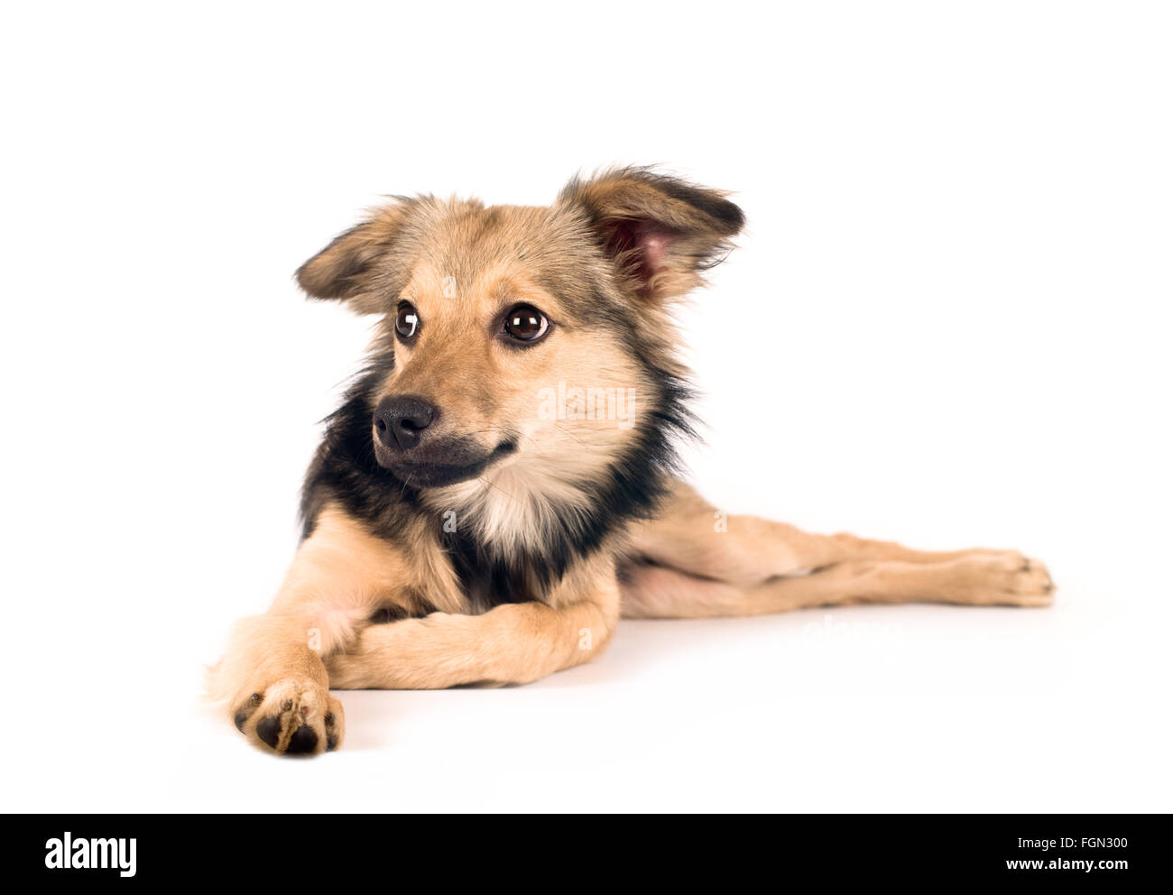 Cute small breed dog Cut Out Stock Images & Pictures - Alamy