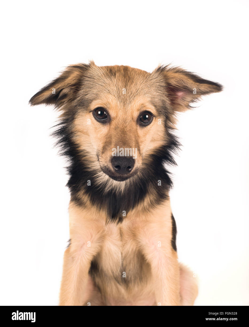 Cute mixed breed dog portrait Stock Photo - Alamy
