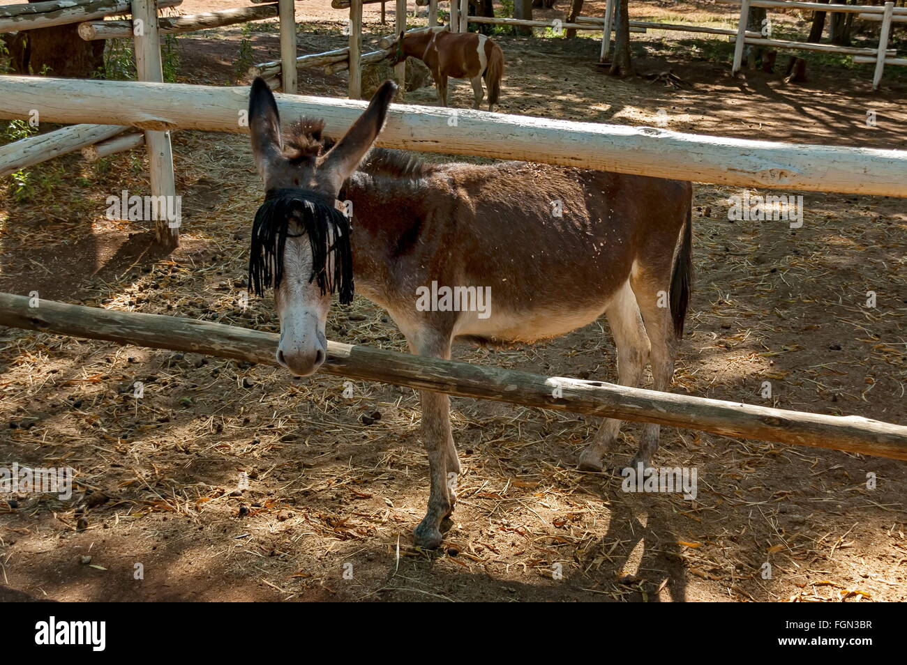 Gold donkey hi-res stock photography and images - Alamy