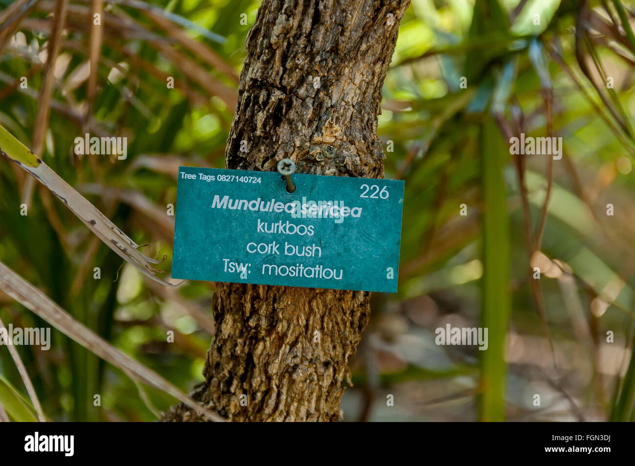 Indicative inscription sign at trees in Sun City park, South Africa ...