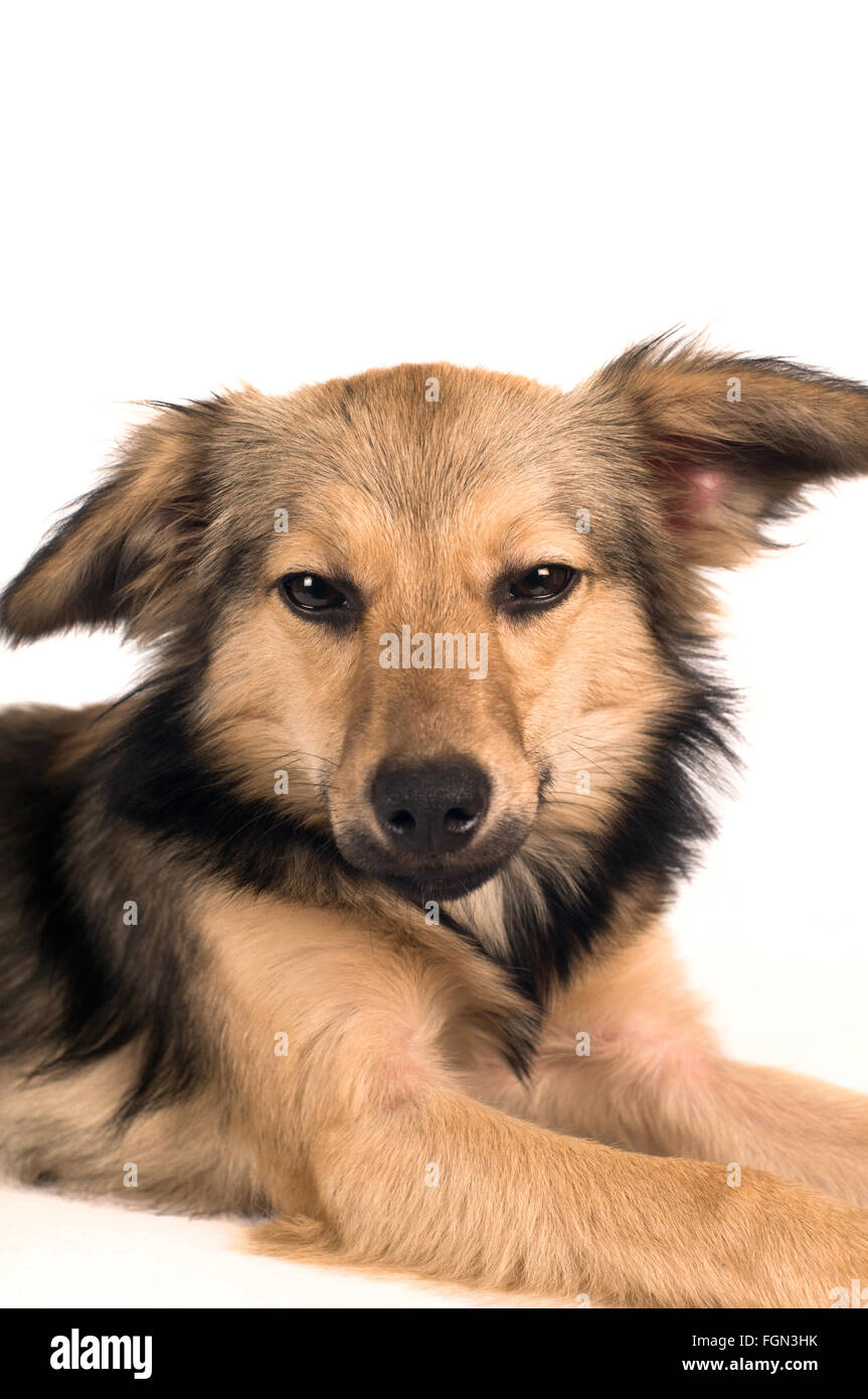 Cute mixed breed dog portrait Stock Photo - Alamy