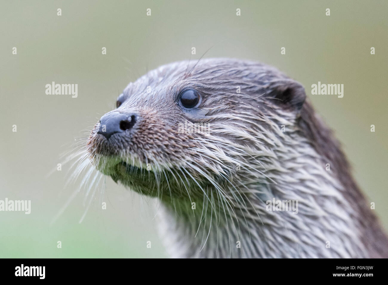 European river otter hi-res stock photography and images - Alamy
