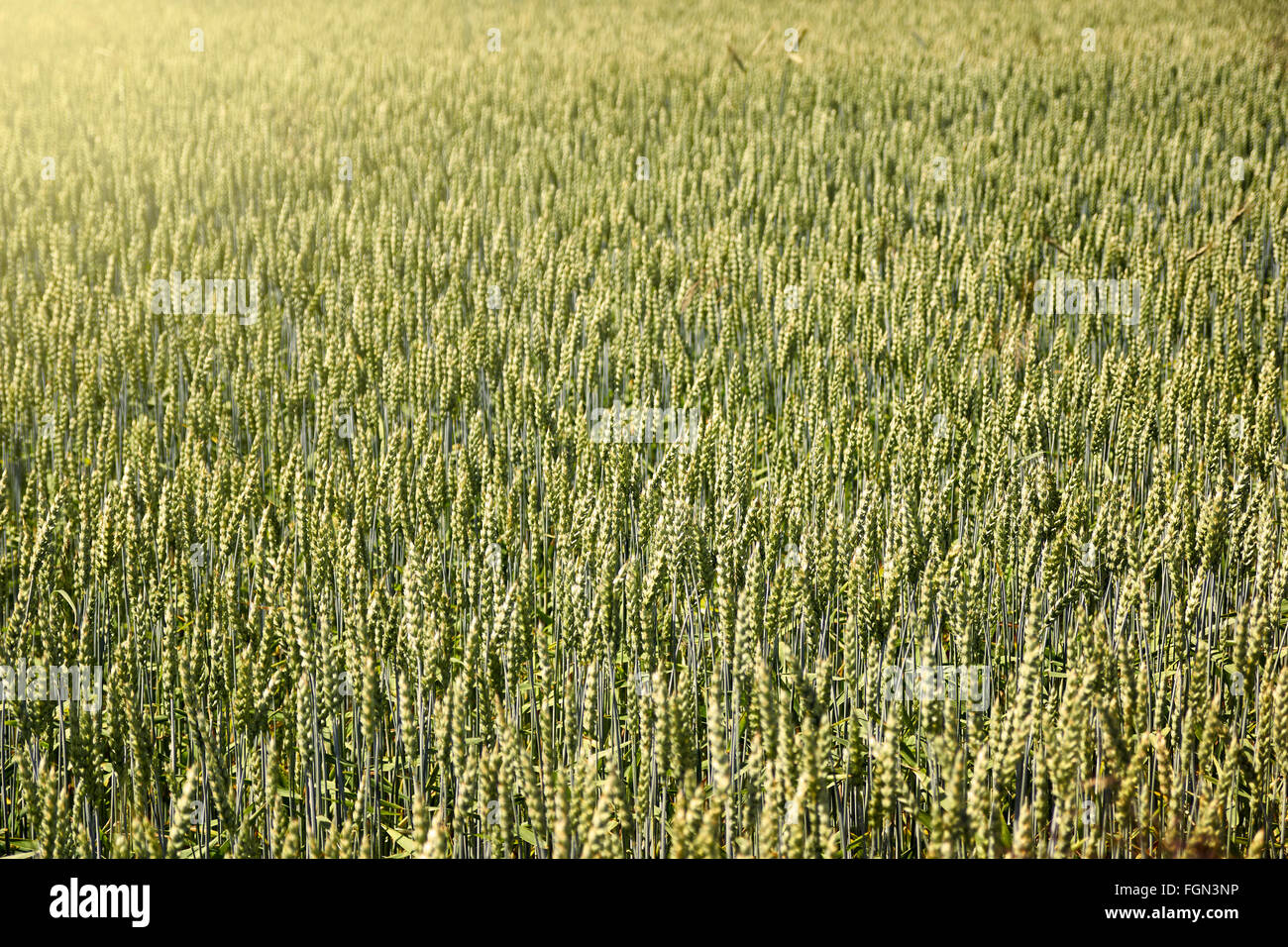 Field of a green rye cereal and in a sun light, background Stock Photo ...