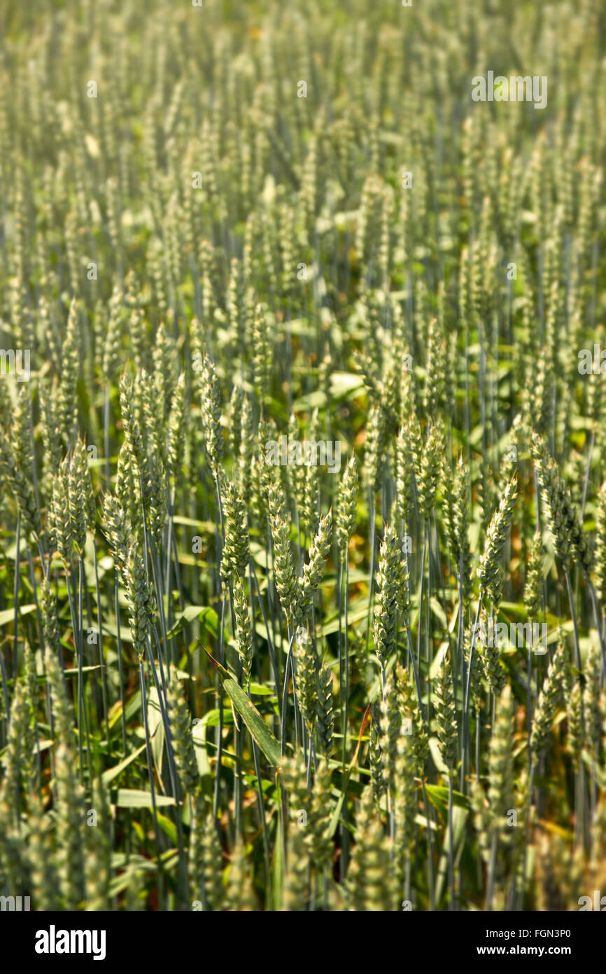 Field of a green rye cereal and in a sun light Stock Photo - Alamy
