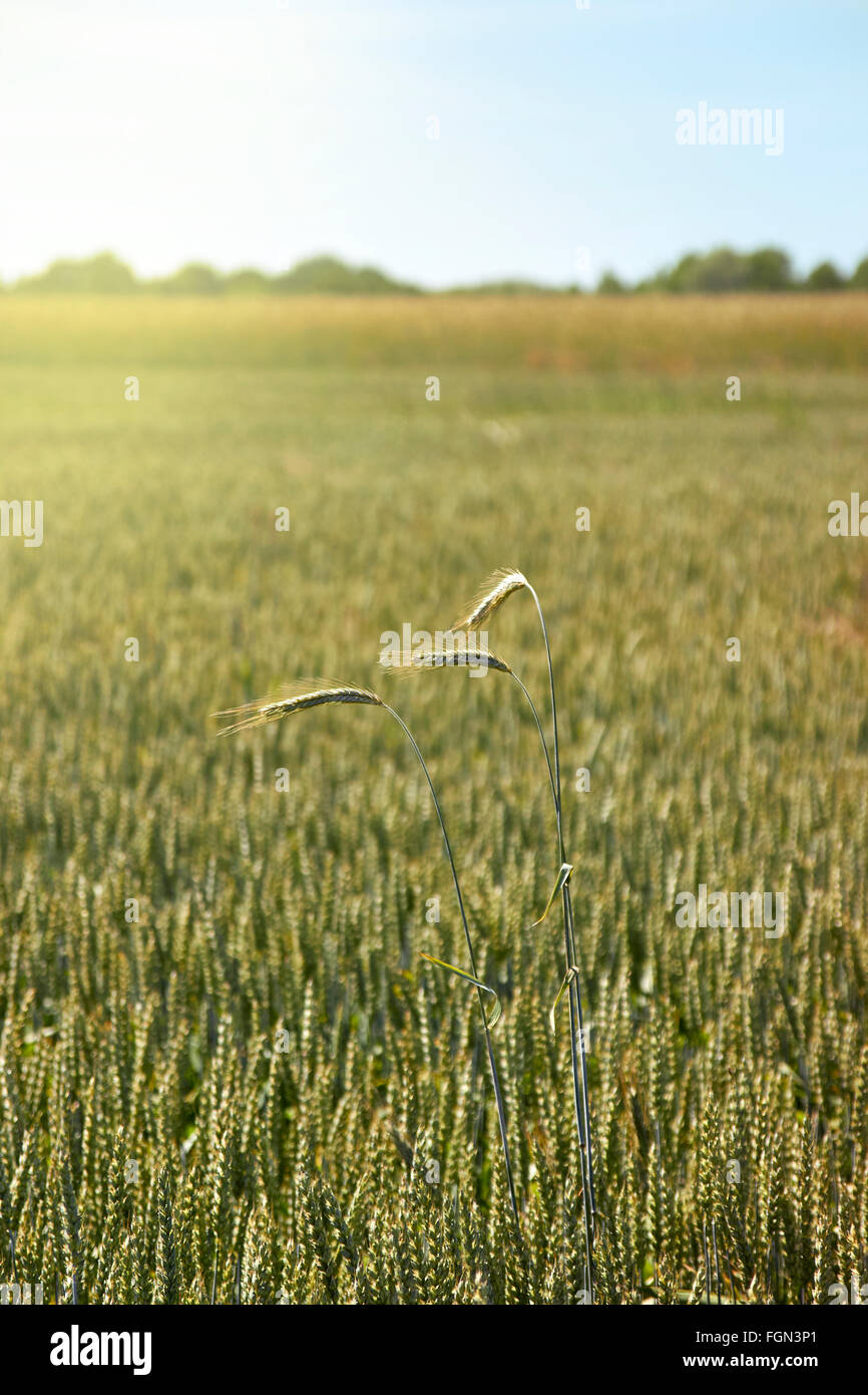 Field of rye cereal and tree head of spike in a sun light Stock Photo ...