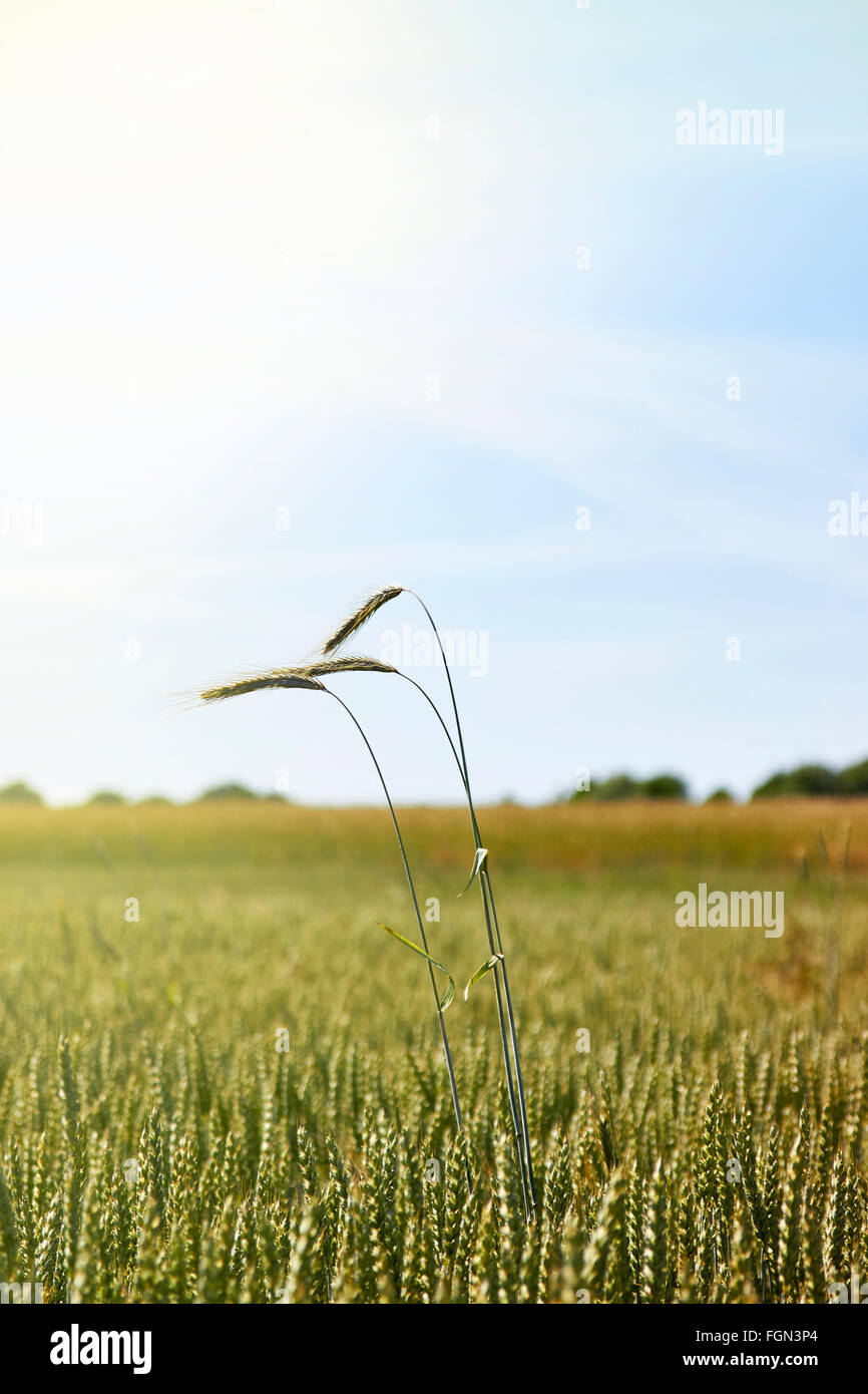Field of rye cereal and tree head of spike in a sun light Stock Photo ...