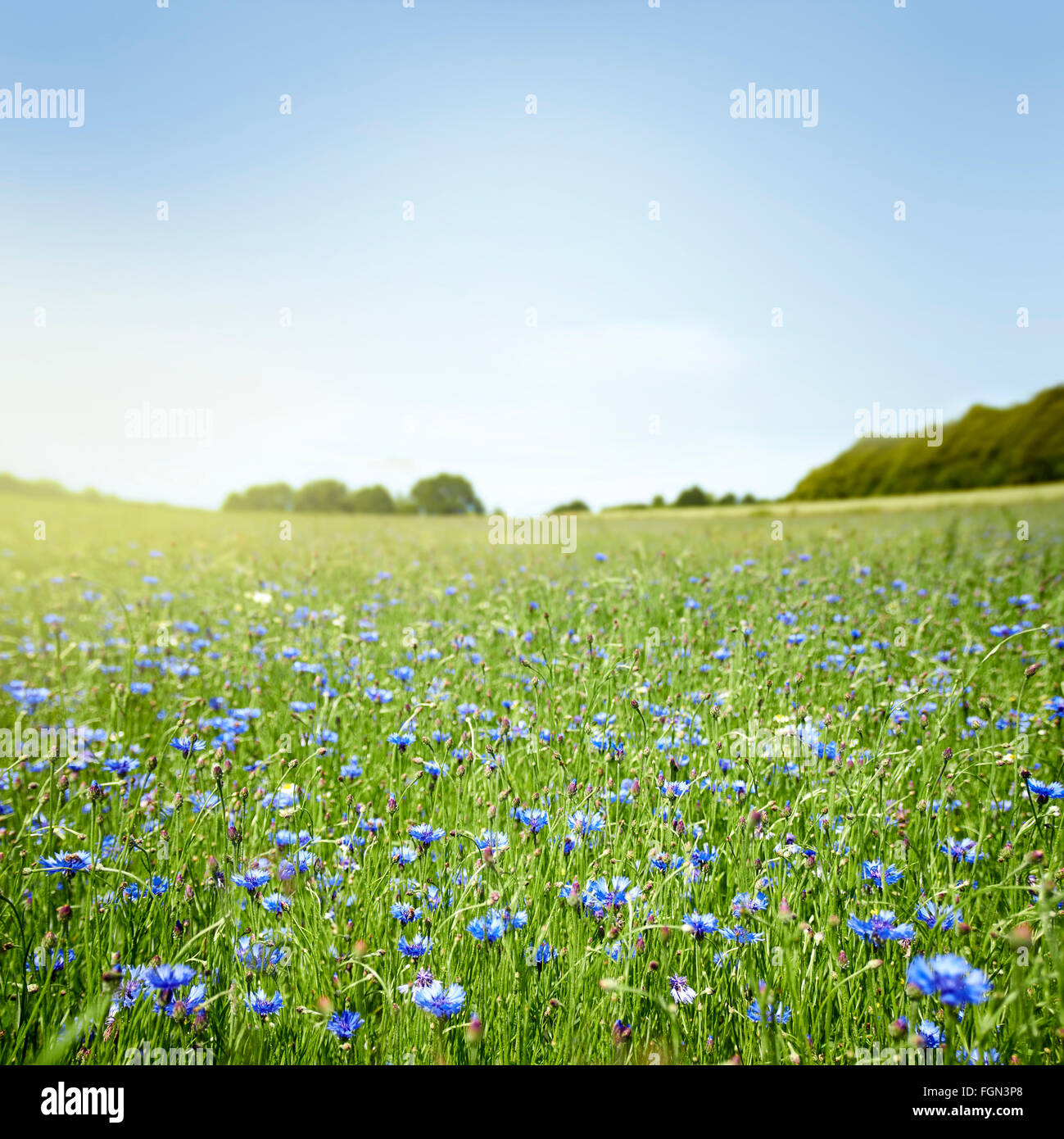 Meadow with blue cornflowers, sunny summertime picture Stock Photo - Alamy