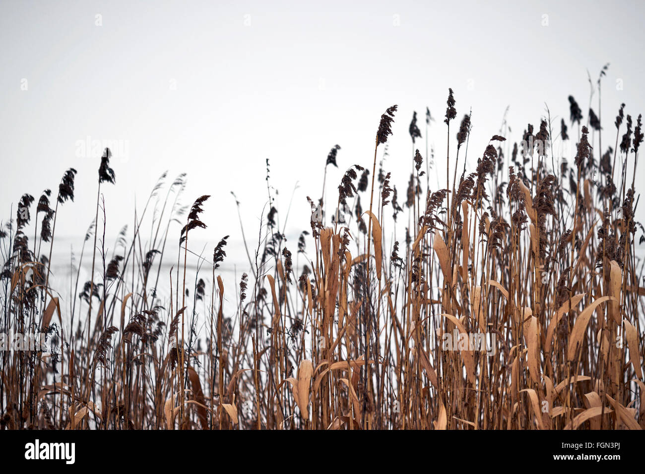 Bullrush Silhouette High Resolution Stock Photography and Images - Alamy
