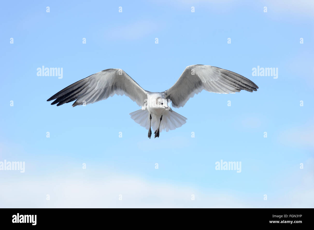 Bird flying is a black and white detailed closed of a a beautiful bird ...