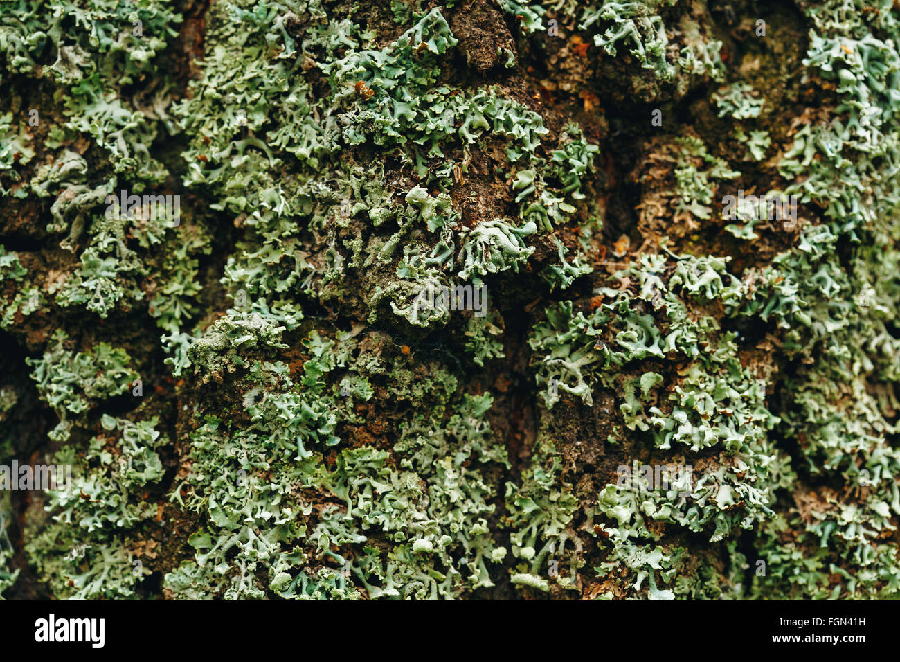 Nature Background. Lichen on Tree Close Up View. Macro Details ...