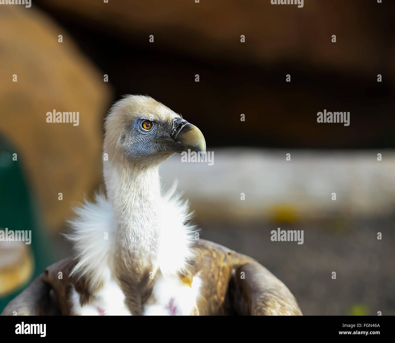 Griffon vultur hi-res stock photography and images - Alamy