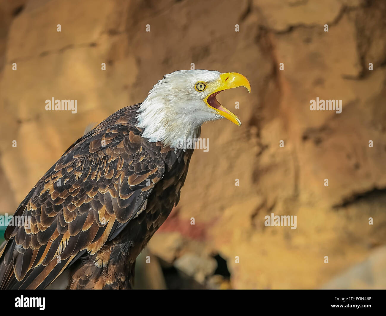 Haliaeetus leucocep hi-res stock photography and images - Alamy