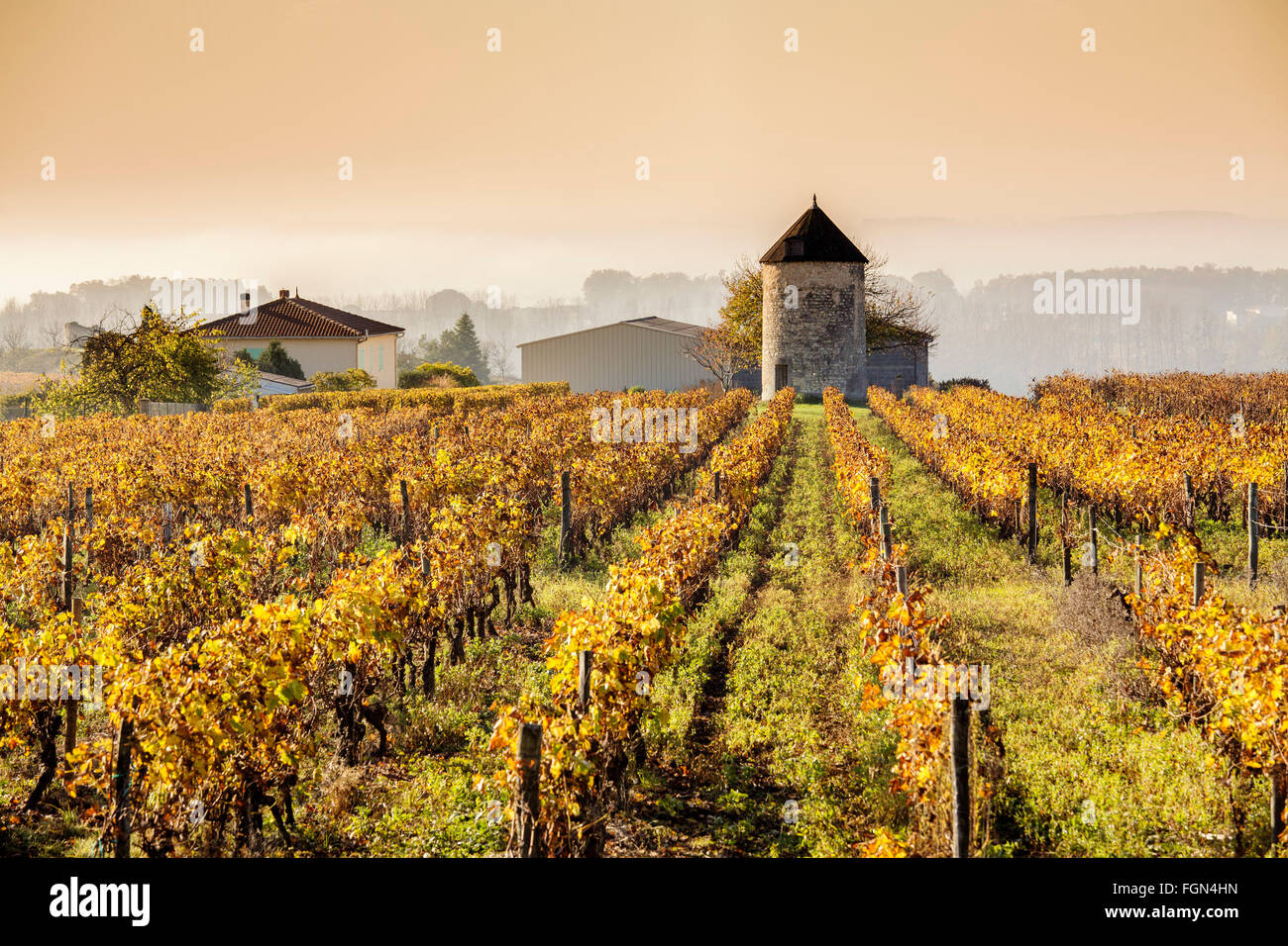 Vineyards of Cognac grapes, Charentes France Stock Photo - Alamy