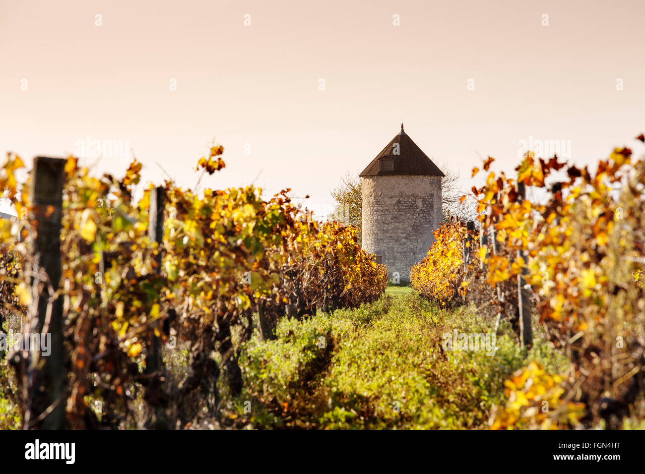 Vineyards of Cognac grapes, Charentes France Stock Photo - Alamy