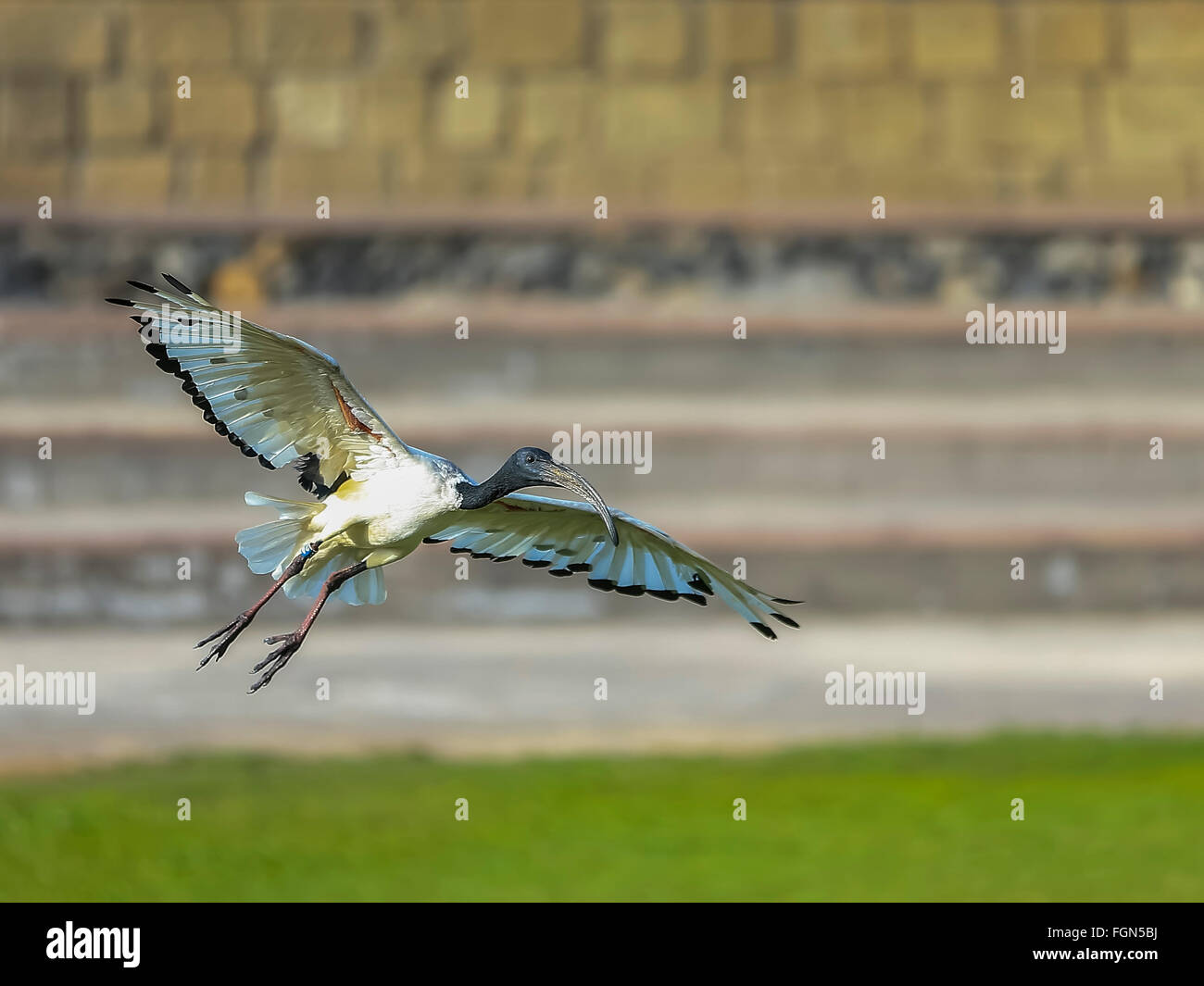 Black talon hi-res stock photography and images - Alamy
