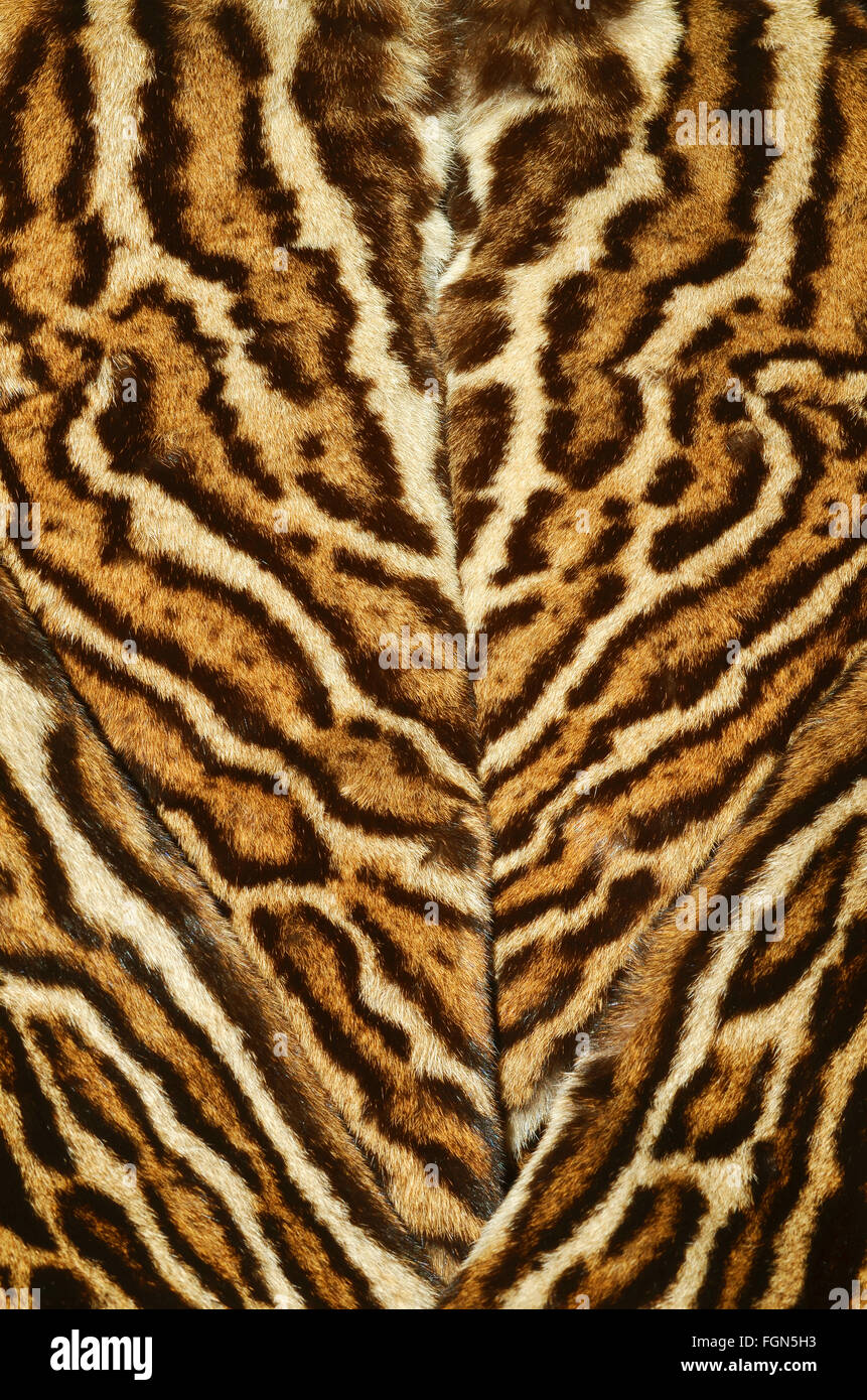 feline fur coat texture background Stock Photo - Alamy