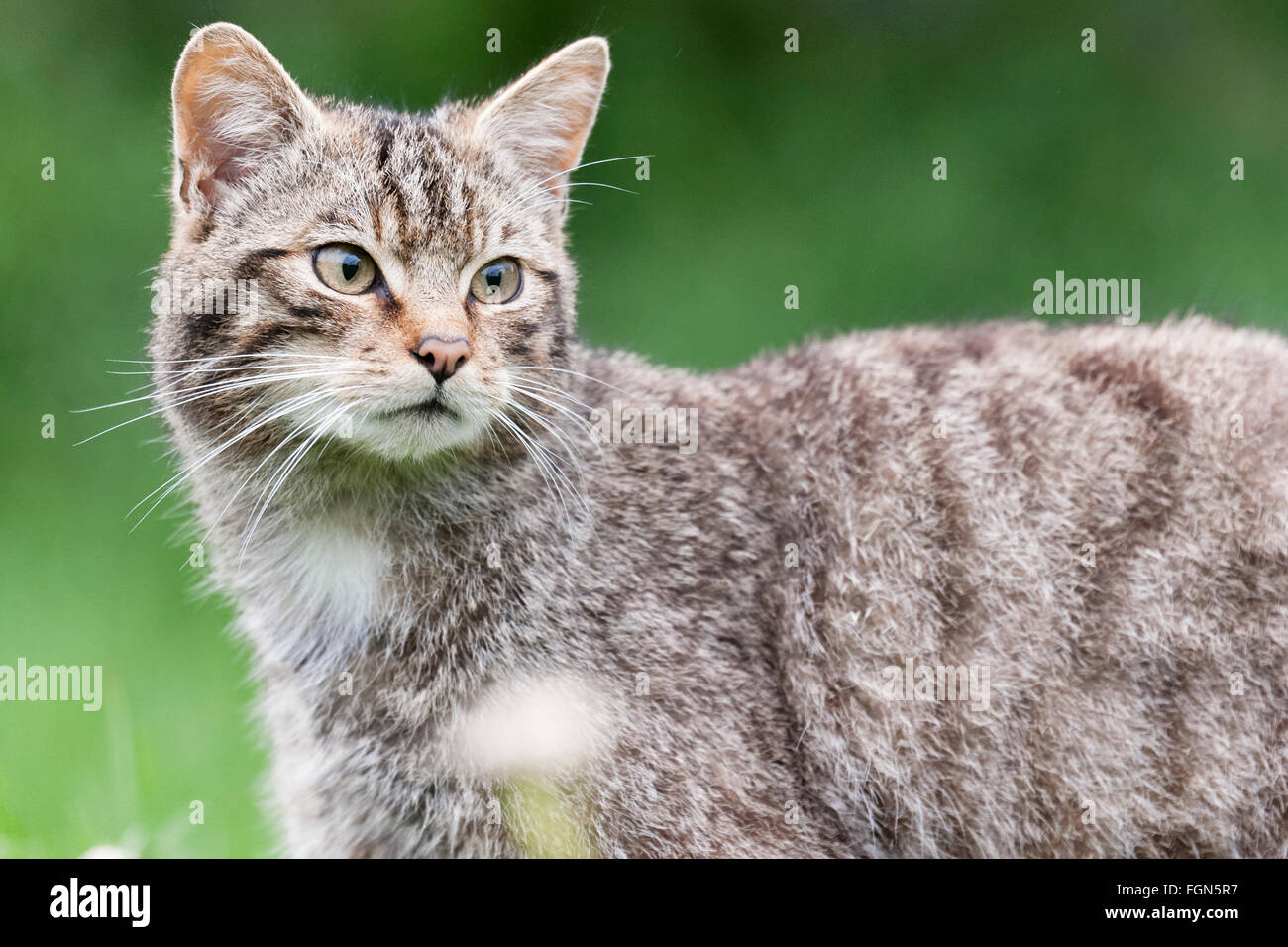 Scottish Wildcat The only native wildcat in Britain and, according to ...