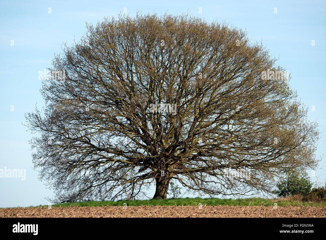 Oak tree, Sutton, Suffolk, UK Stock Photo - Alamy