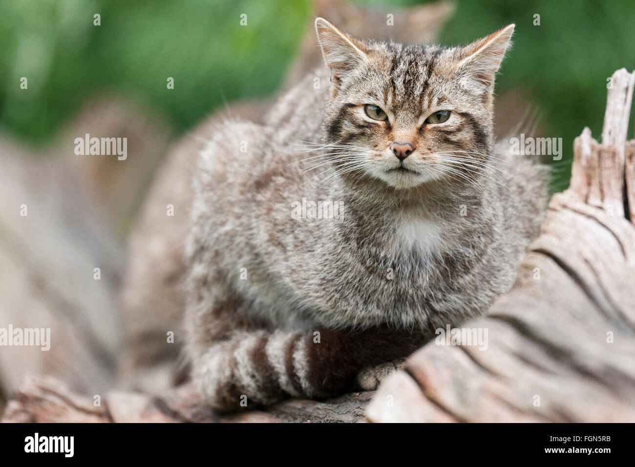 Scottish Wildcat The only native wildcat in Britain and, according to ...