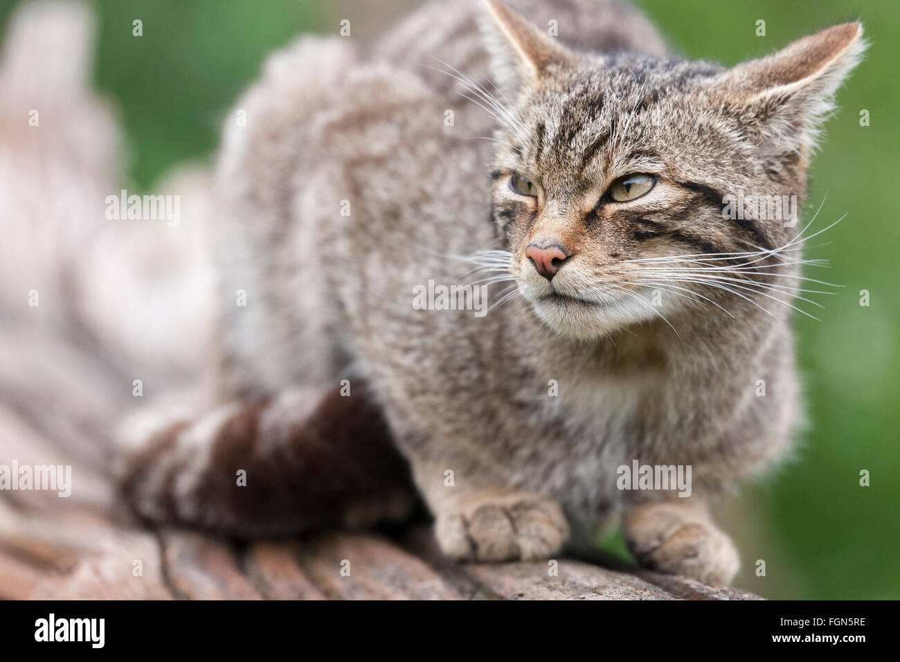 Scottish Wildcat The only native wildcat in Britain and, according to ...