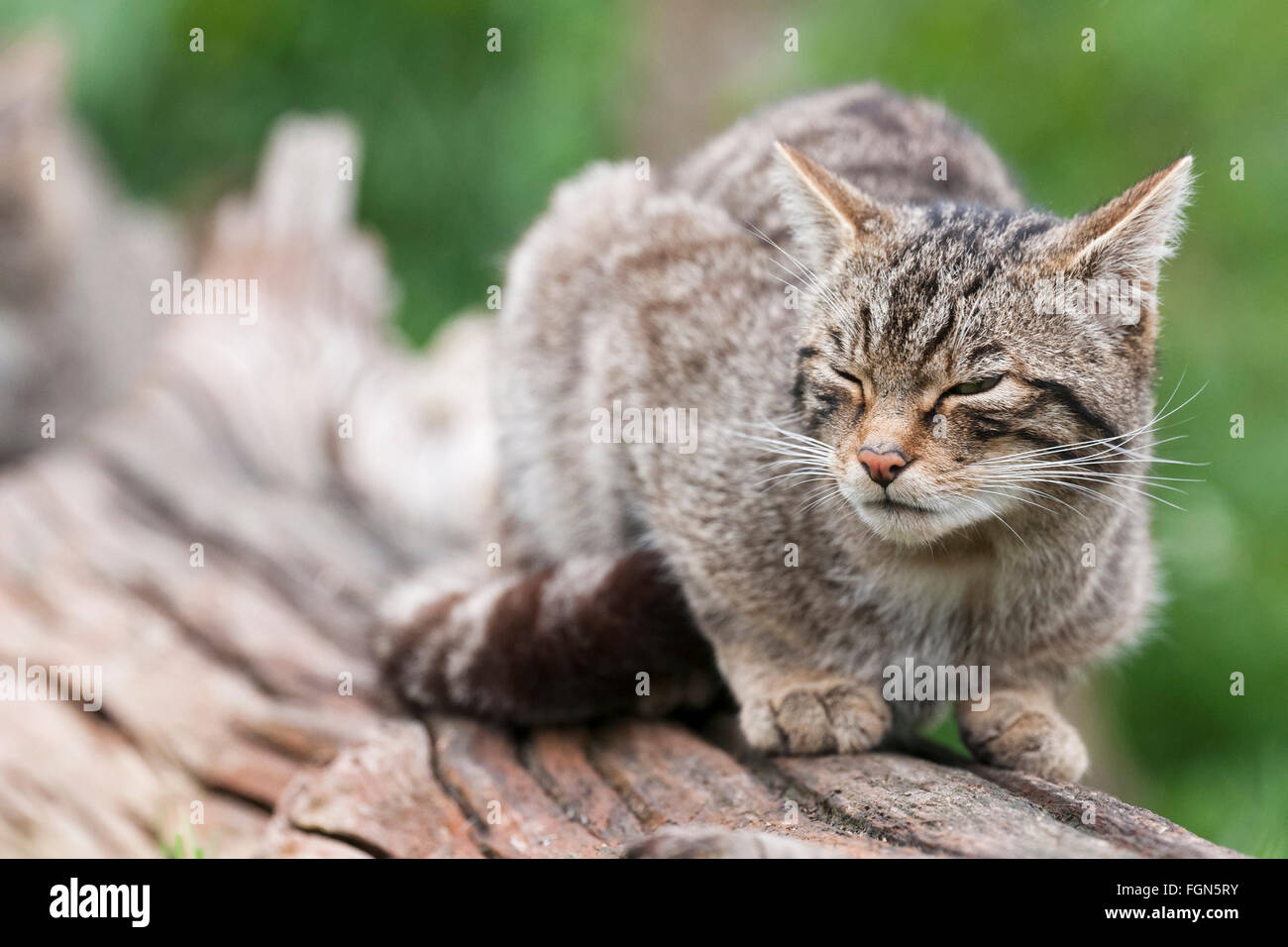 Scottish Wildcat The only native wildcat in Britain and, according to ...
