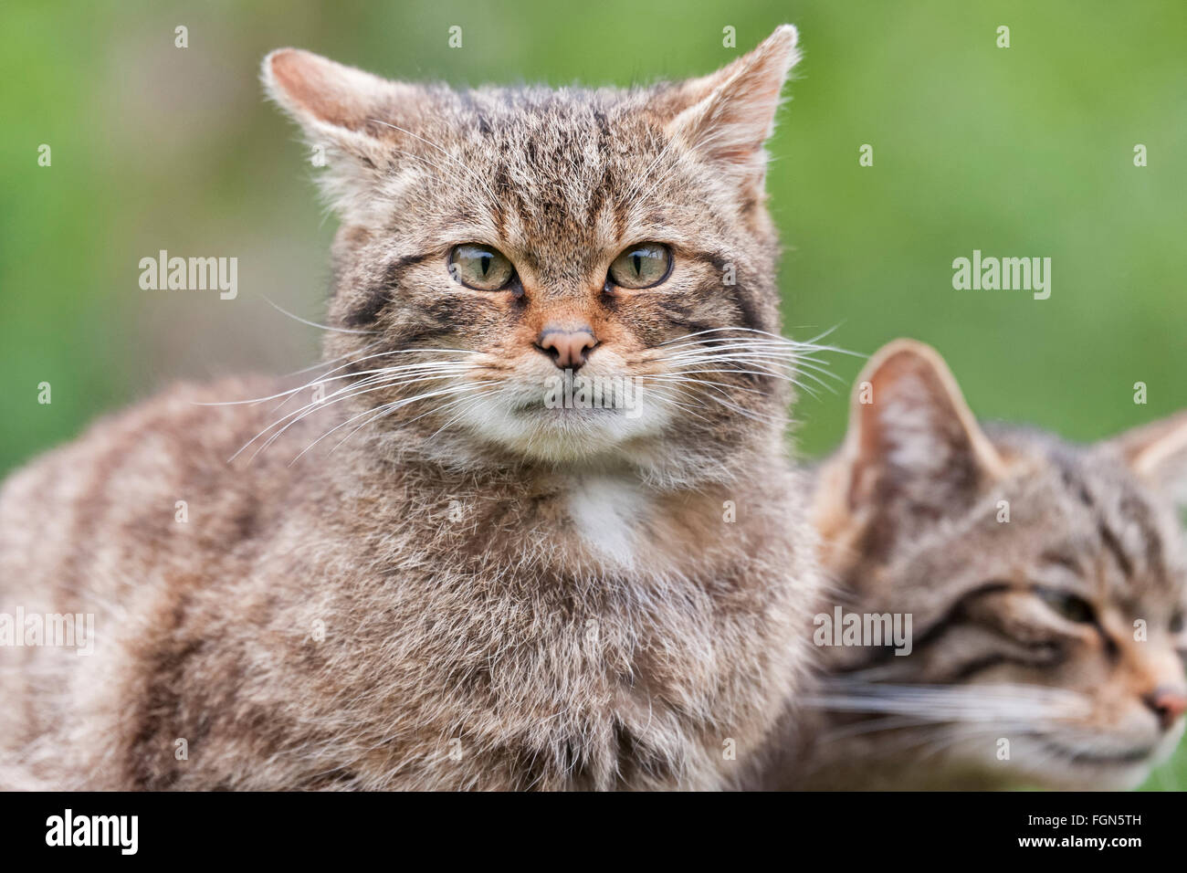 Scottish Wildcat The only native wildcat in Britain and, according to ...