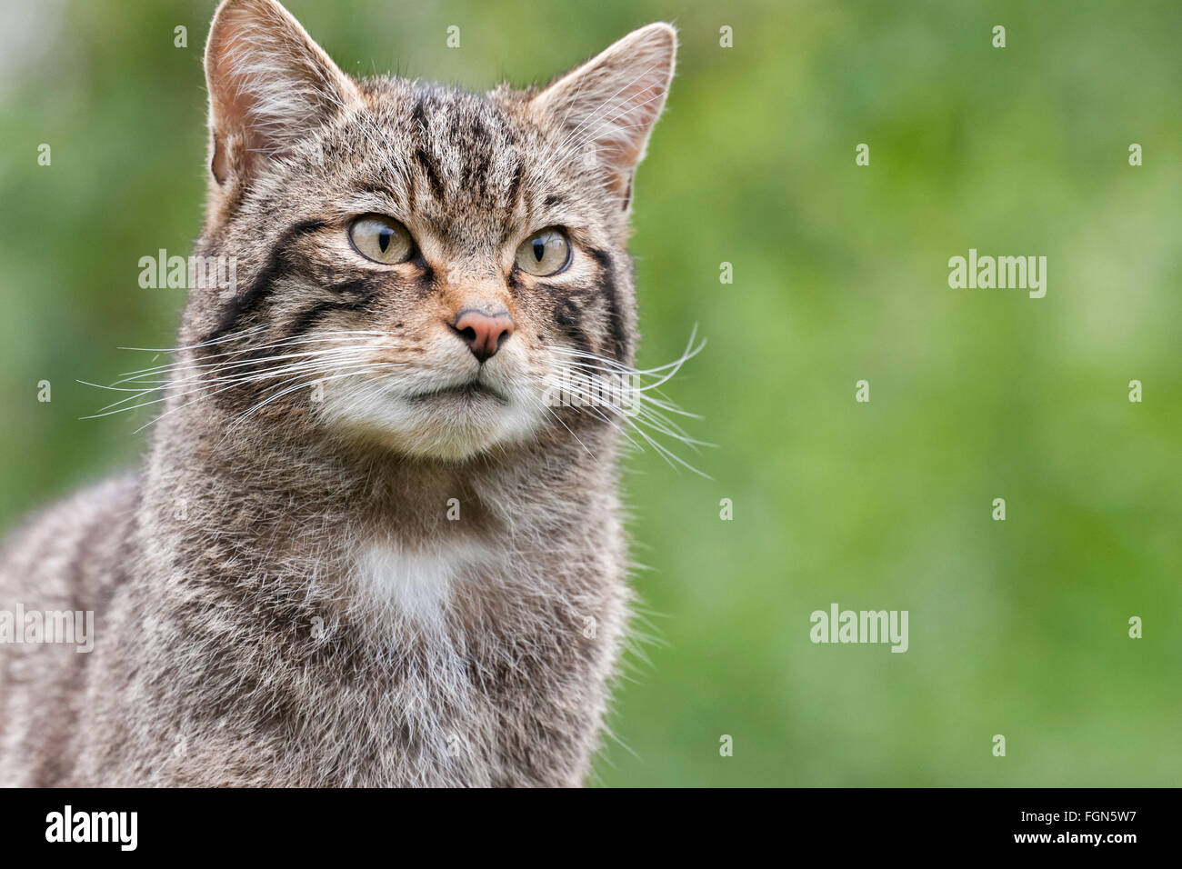 Scottish Wildcat The only native wildcat in Britain and, according to ...