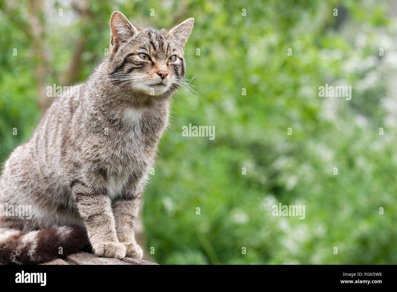 Scottish Wildcat The only native wildcat in Britain and, according to ...