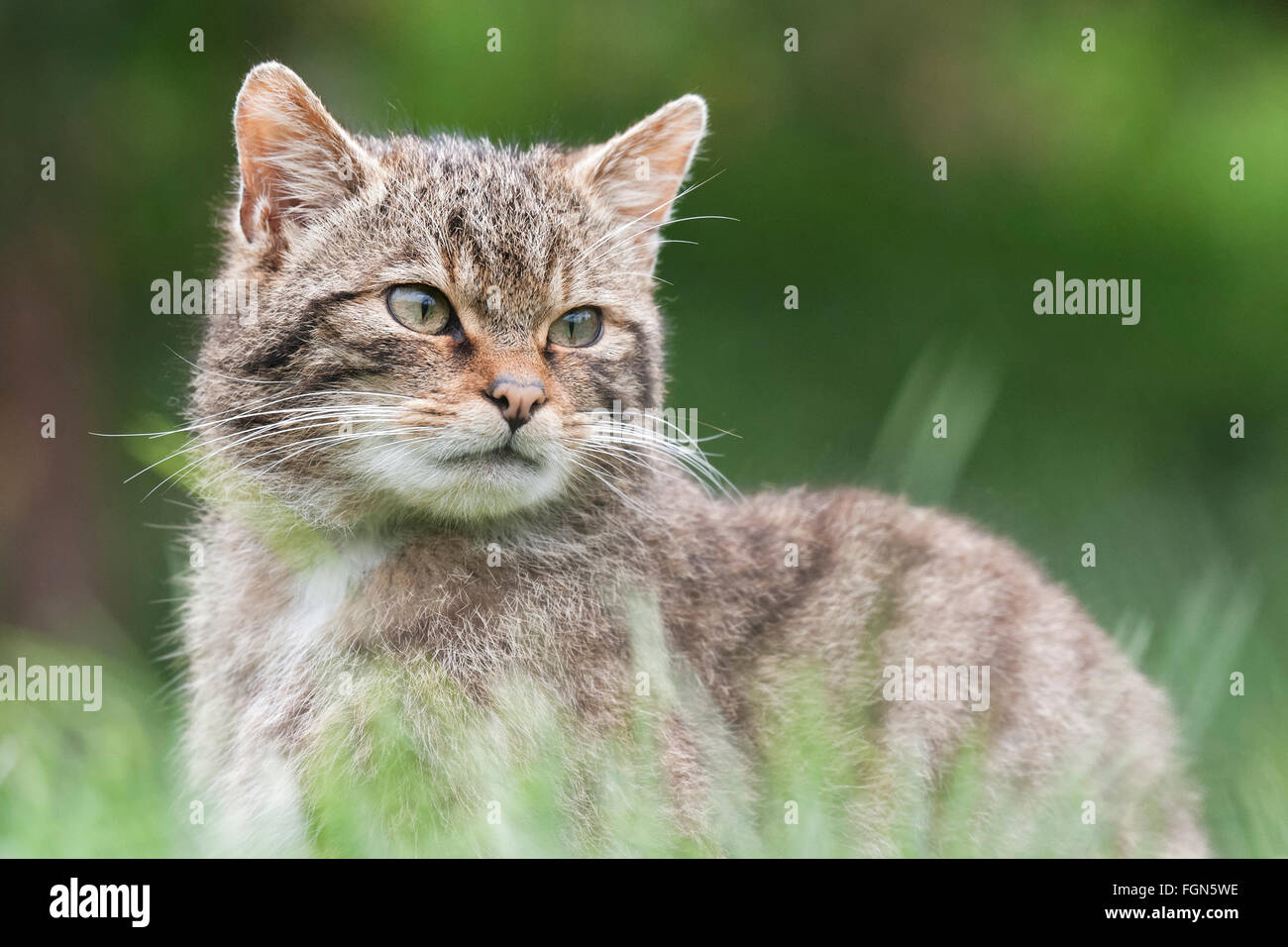 Scottish Wildcat The only native wildcat in Britain and, according to ...