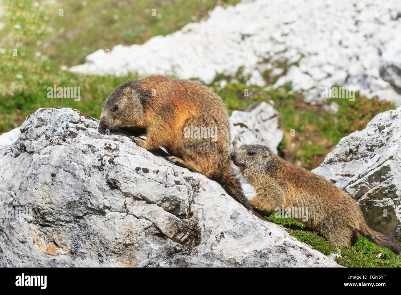 Alpine marmot (Marmota marmota) on rock Stock Photo - Alamy