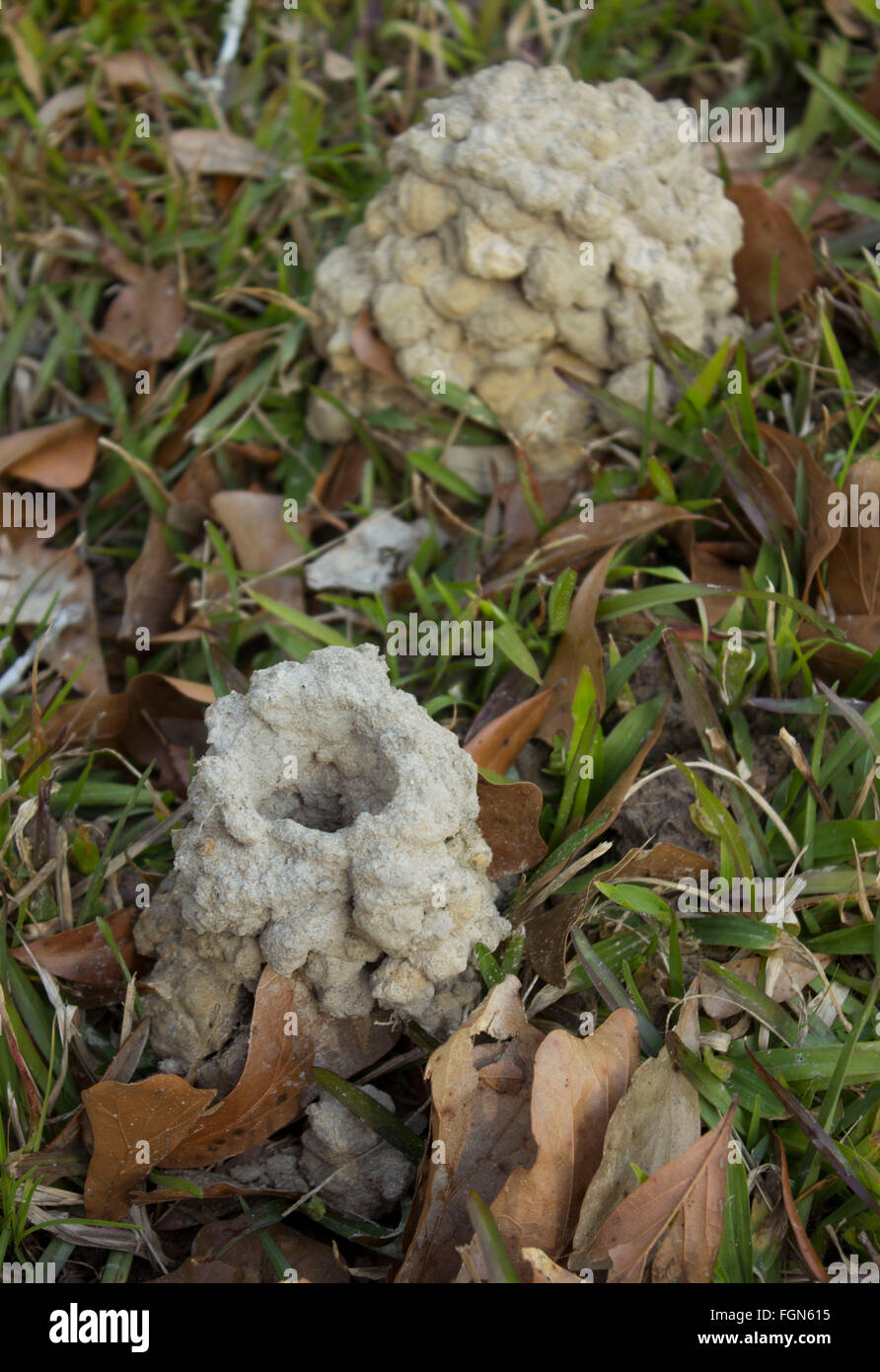 Crayfish chimneys in a freshwater wetland area of Louisiana. USA Stock ...