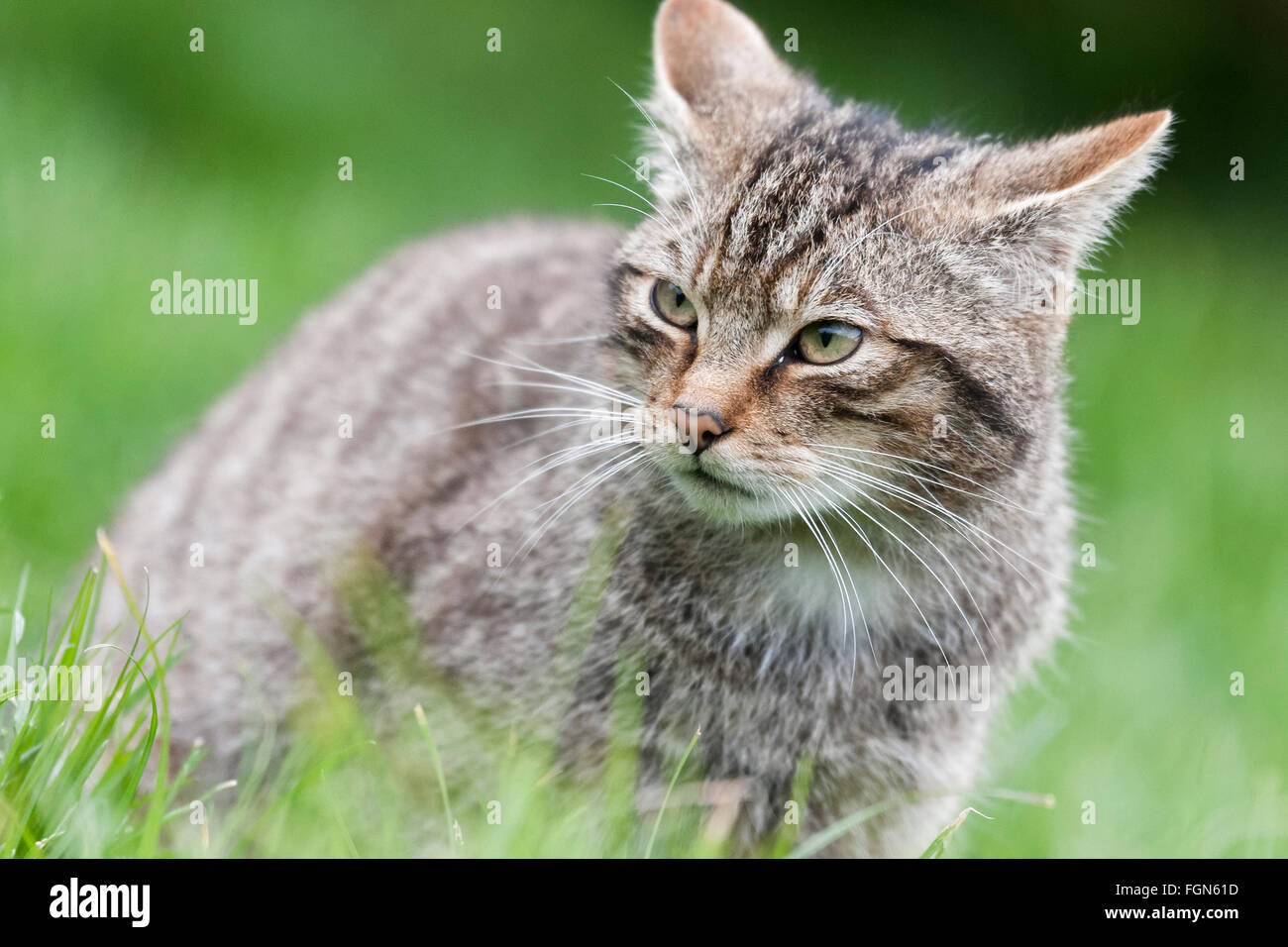 Scottish Wildcat The only native wildcat in Britain and, according to ...