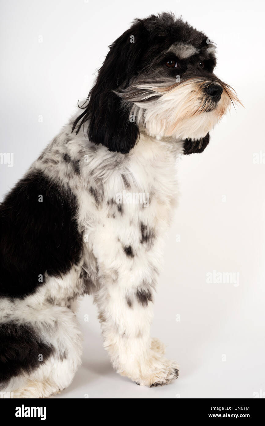 Cocker terrier hi-res stock photography and images - Alamy