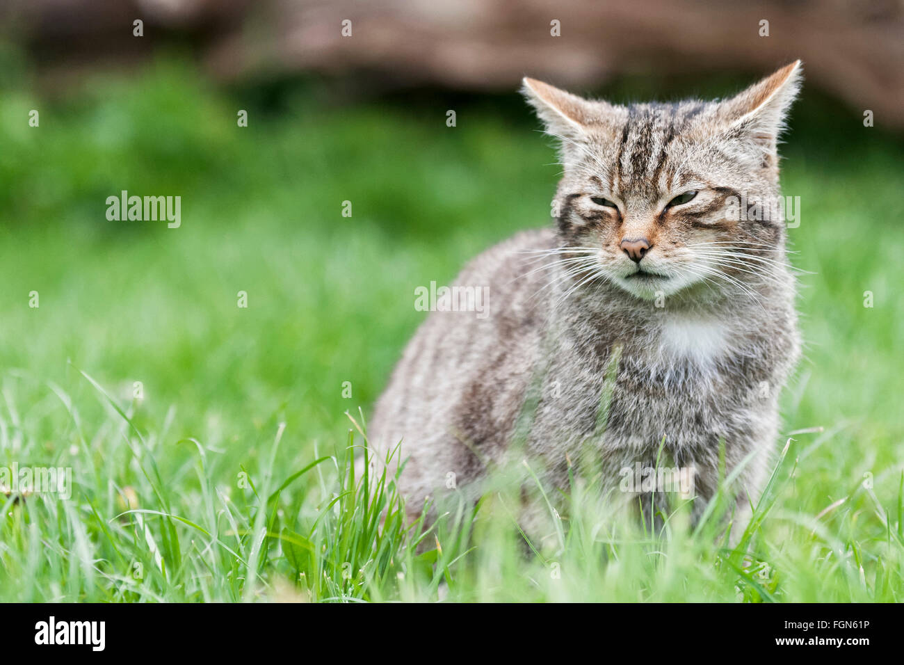 Scottish Wildcat The only native wildcat in Britain and, according to ...
