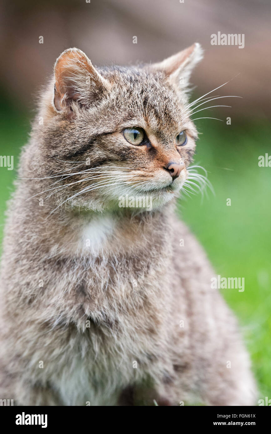 Scottish Wildcat The only native wildcat in Britain and, according to ...
