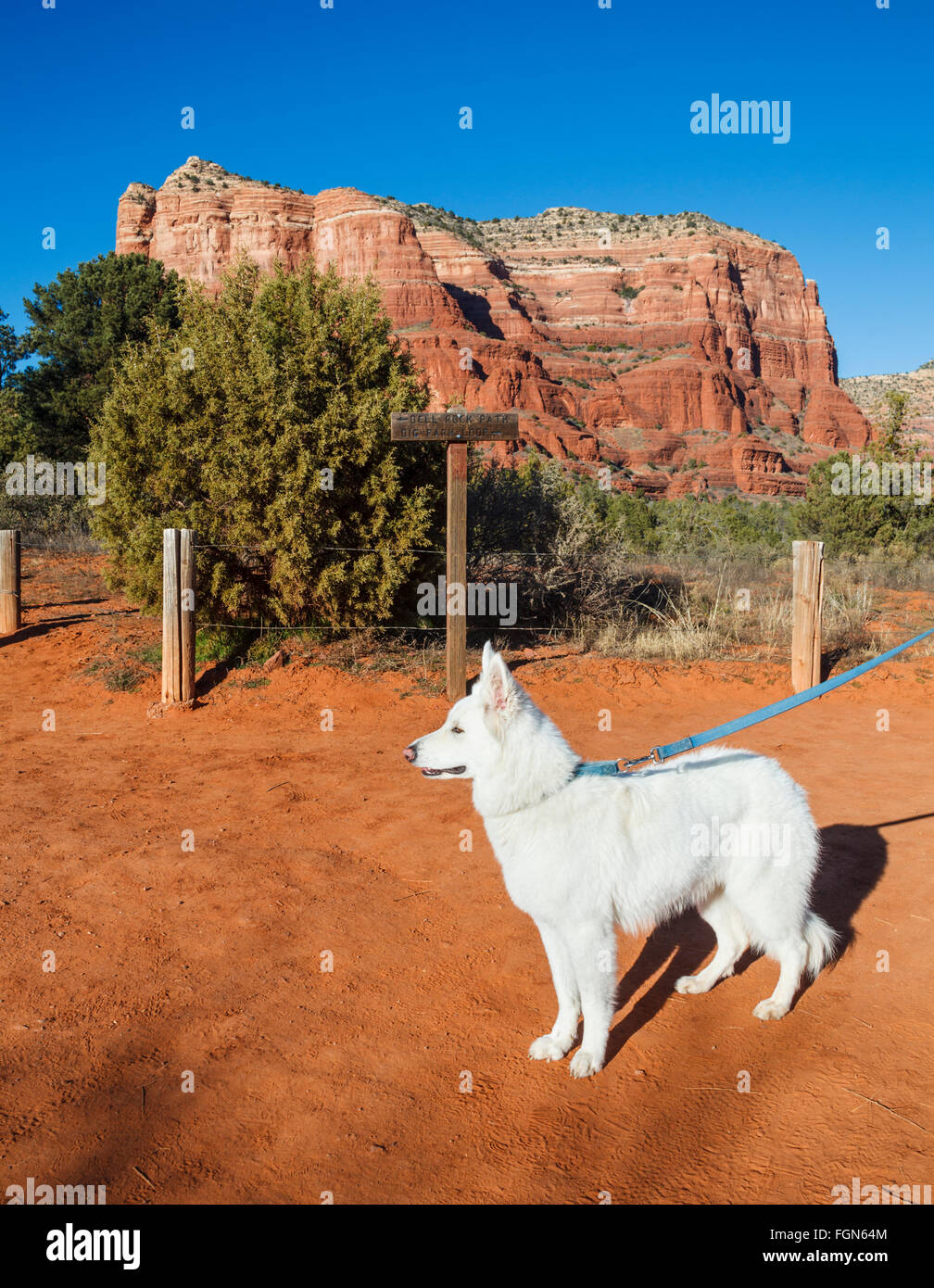 Dog on hike with the Courthouse Butte in distance Stock Photo - Alamy