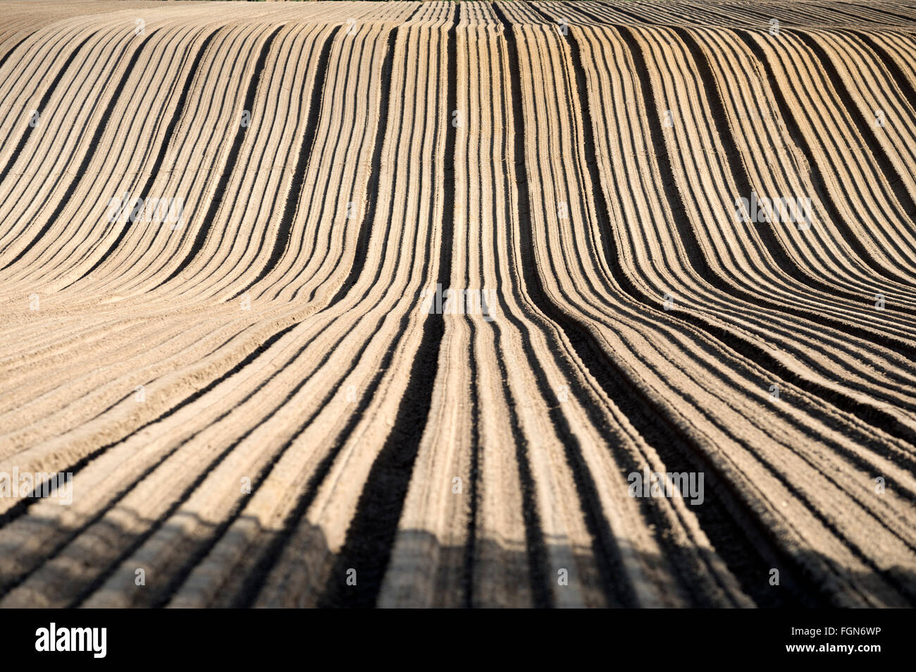 Carrot seed hi-res stock photography and images - Alamy