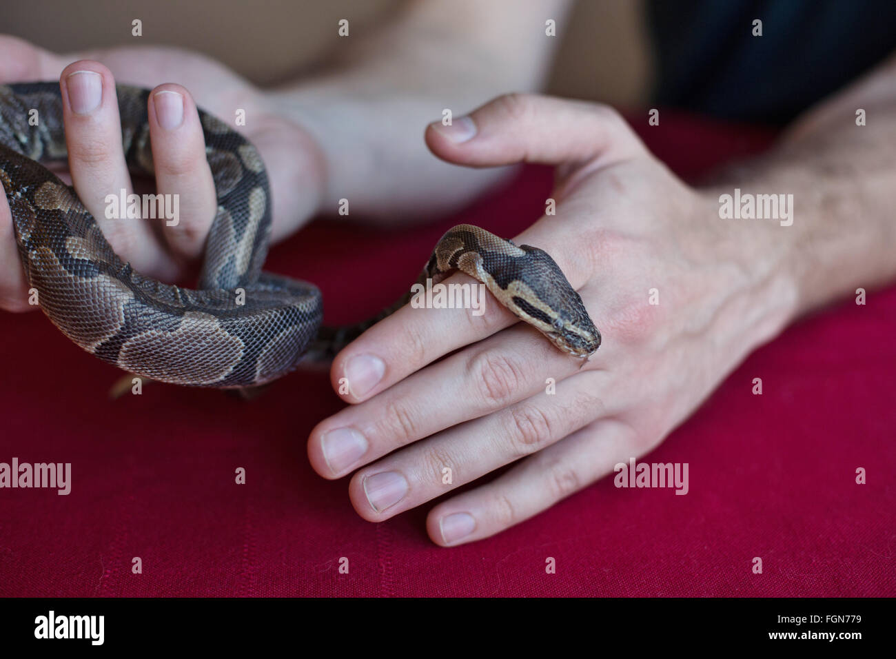 Minneapolis, Minnesota, USA. 21st February, 2016. A ball python who is ...
