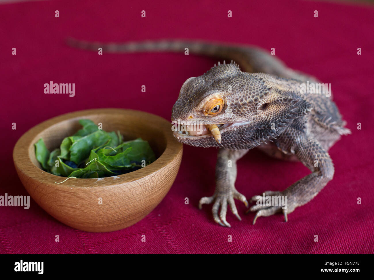Dragon Eating High Resolution Stock Photography and Images - Alamy