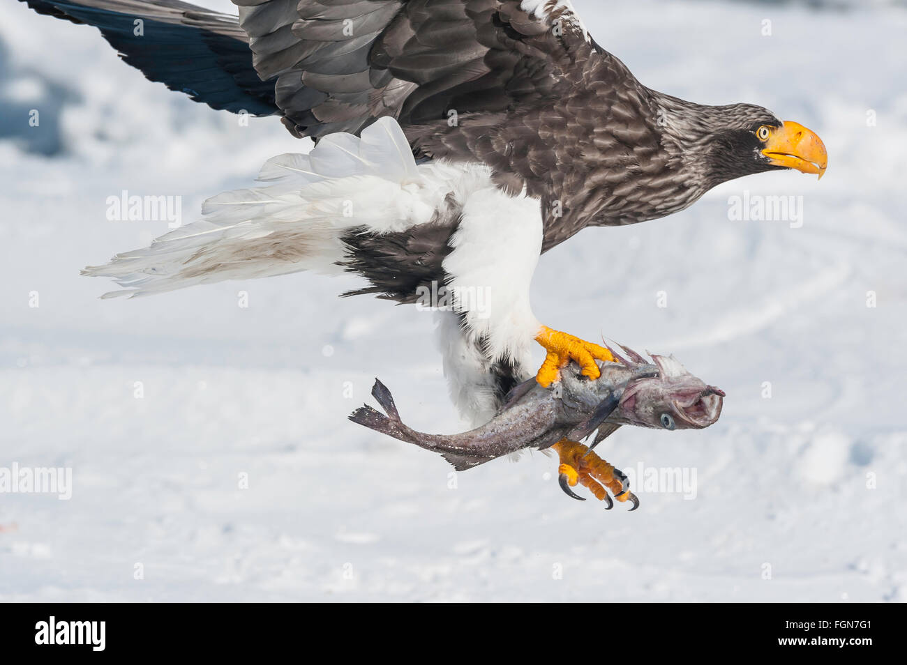 Eagle Carrying Fish