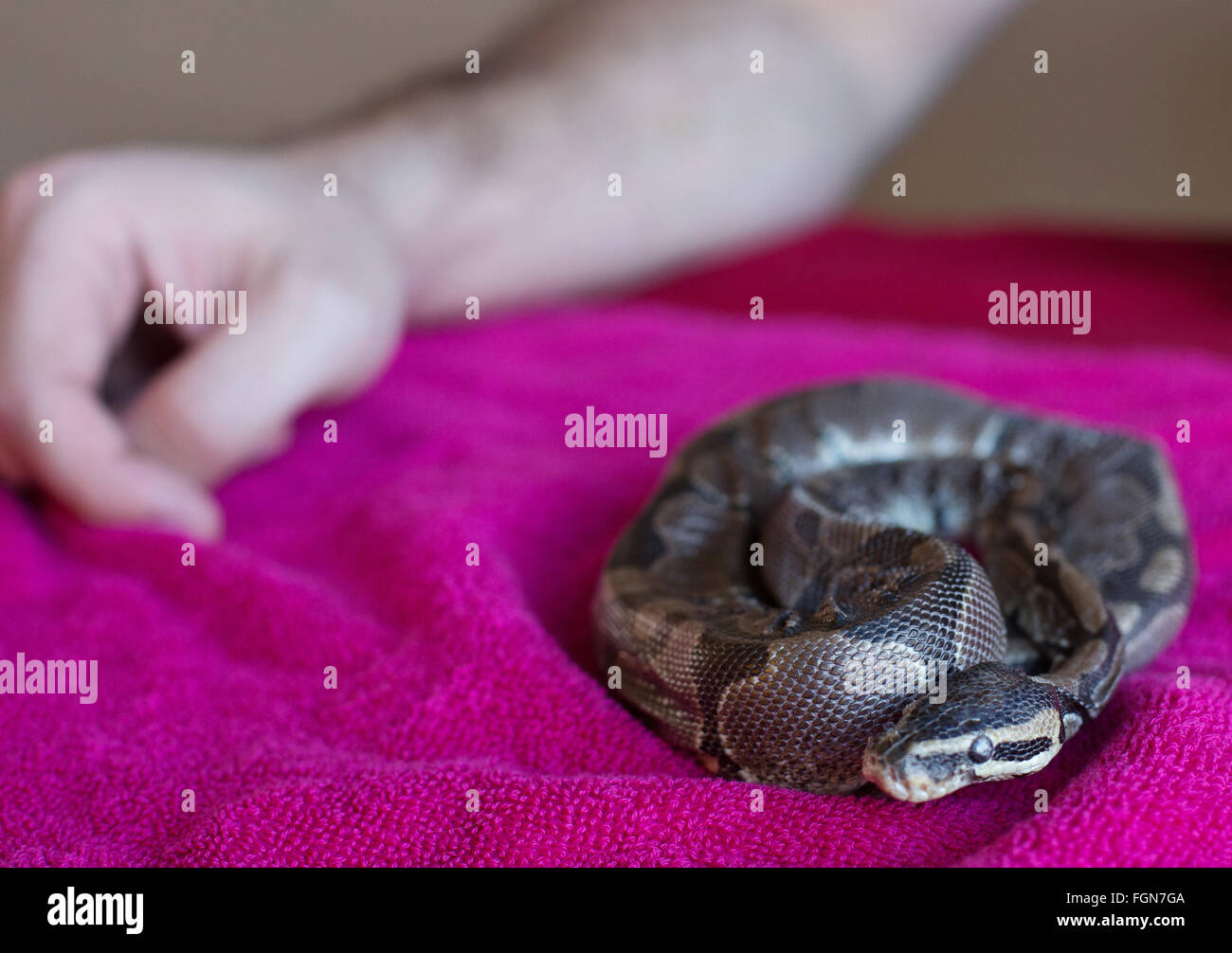 Minneapolis, Minnesota, USA. 21st February, 2016. A ball python who is ...